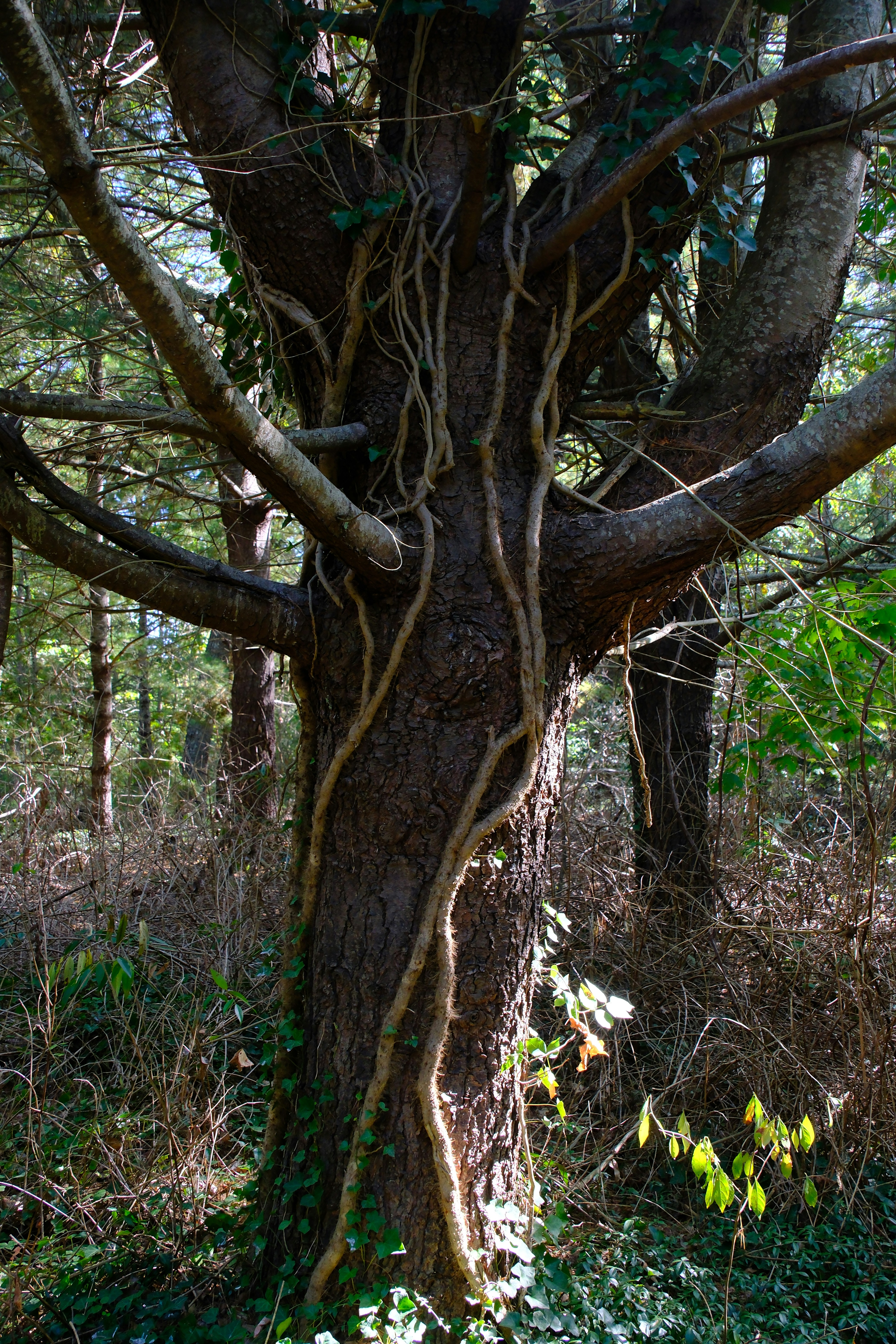 Nature's Embrace: The Twisted Chronicles of a Tree