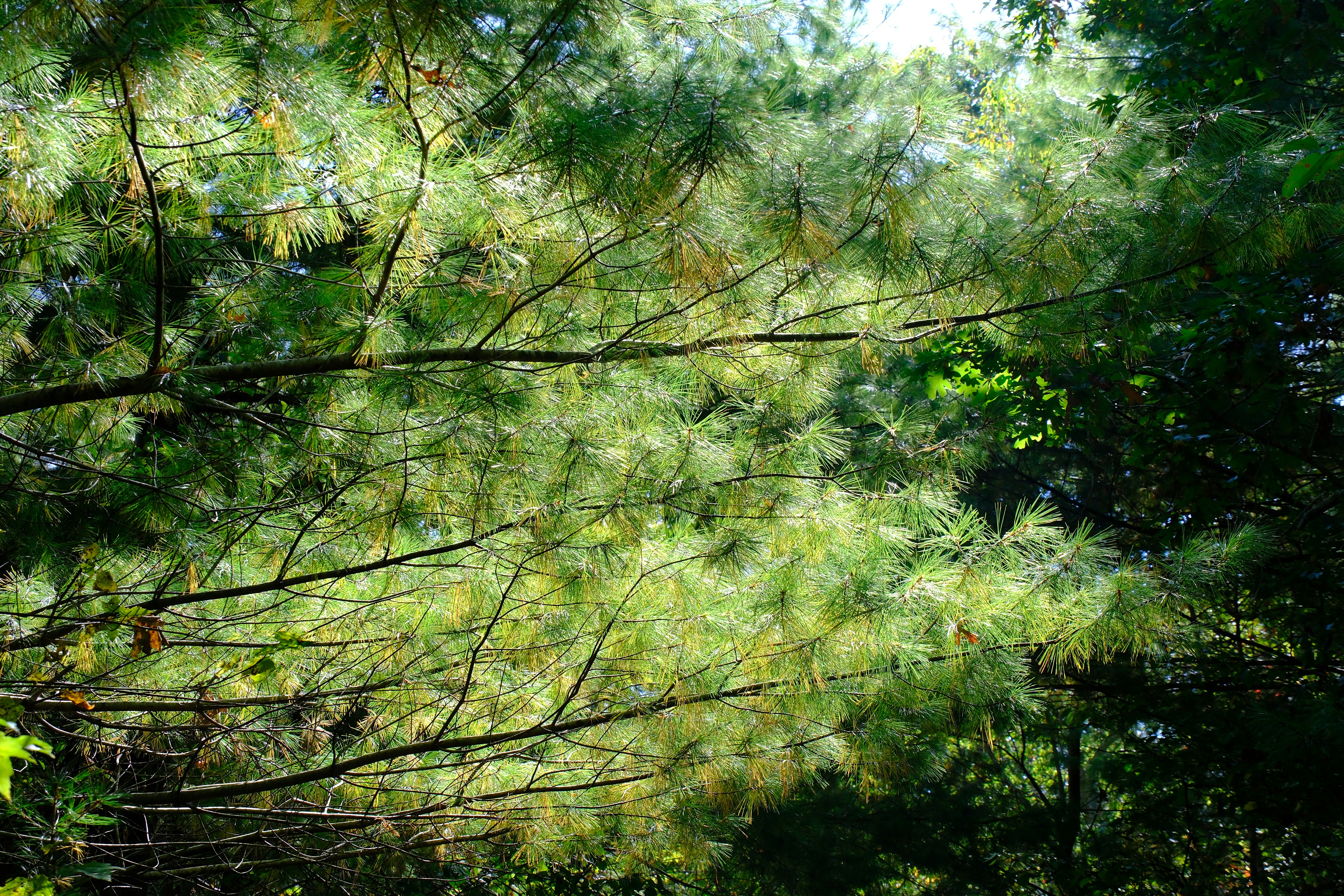 Whispers of Sunlight Through the Pines