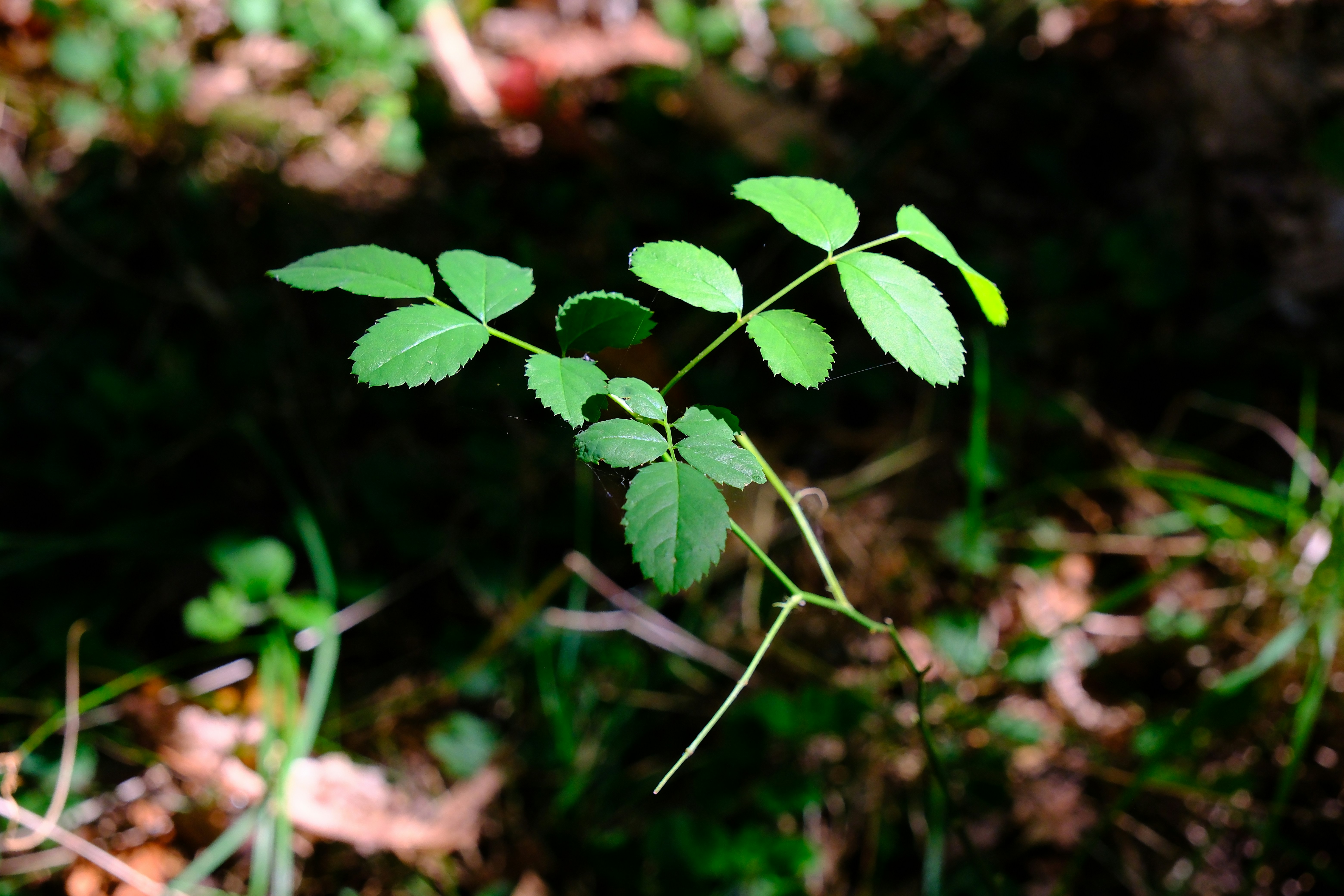 Emerging Green: Nature's Resilience