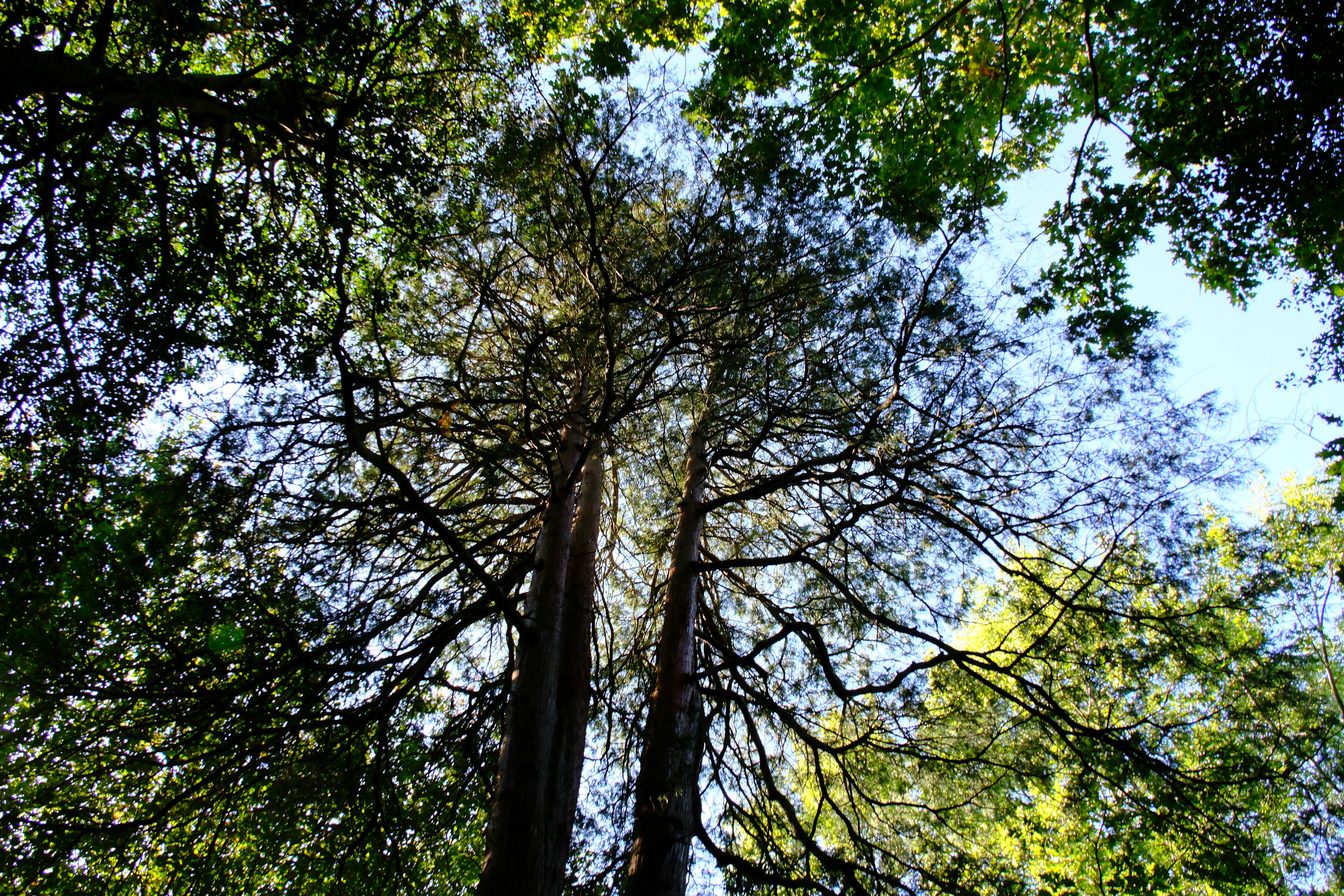 Towering trees stretch towards the sky, framed by lush green foliage, creating a serene woodland perspective.