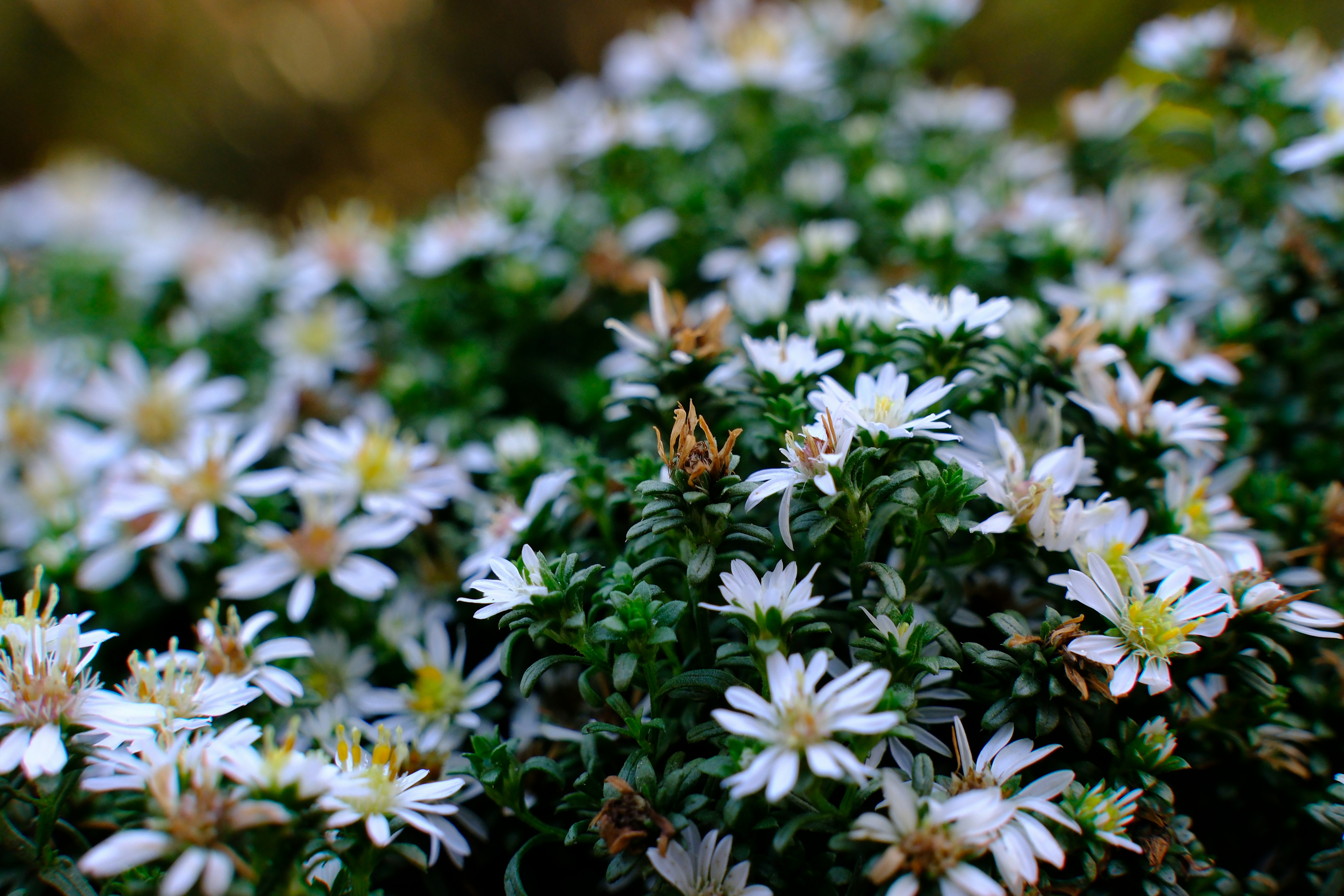 Whispers of Spring: A Floral Tapestry