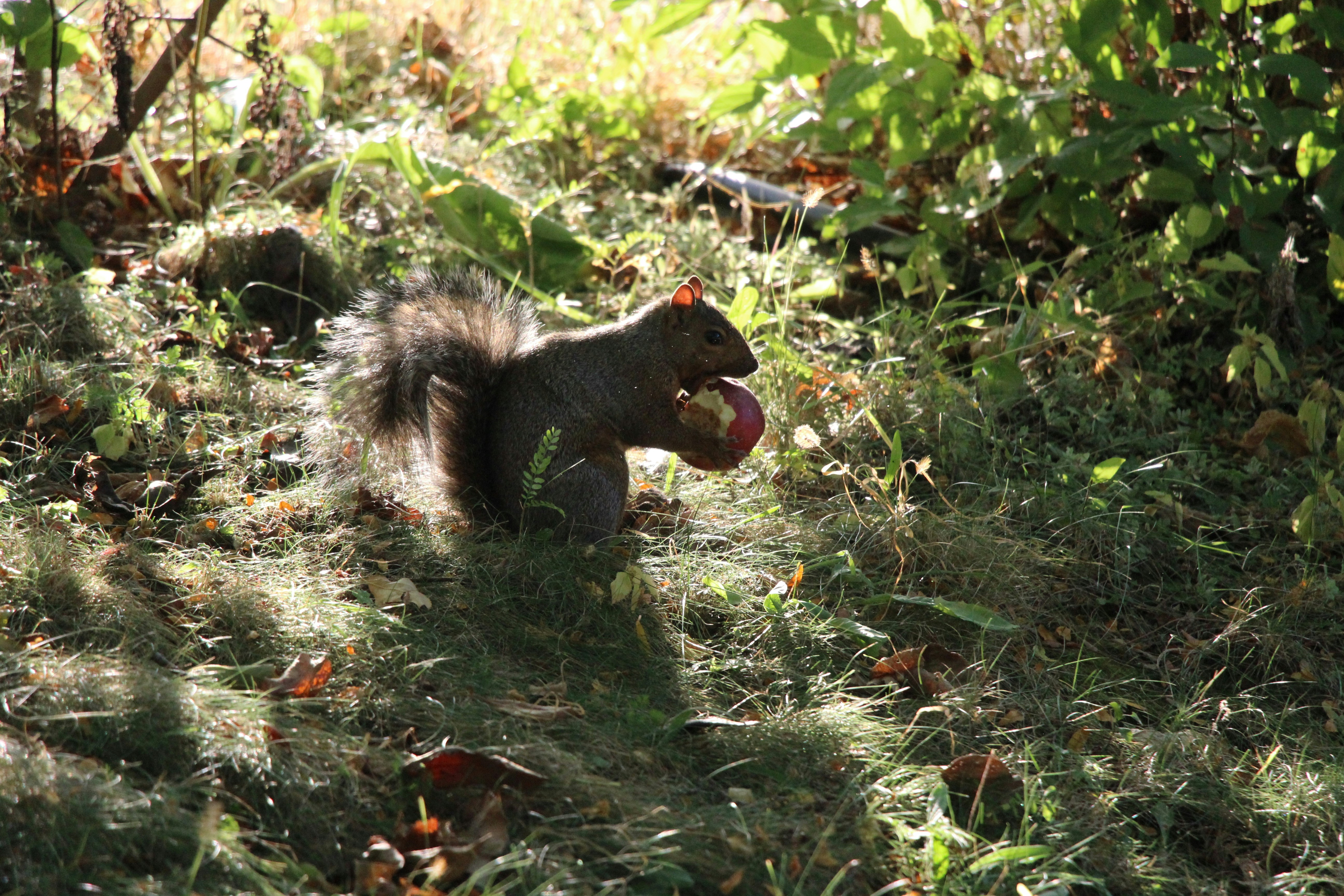 Nature's Forager: The Squirrel's Feast