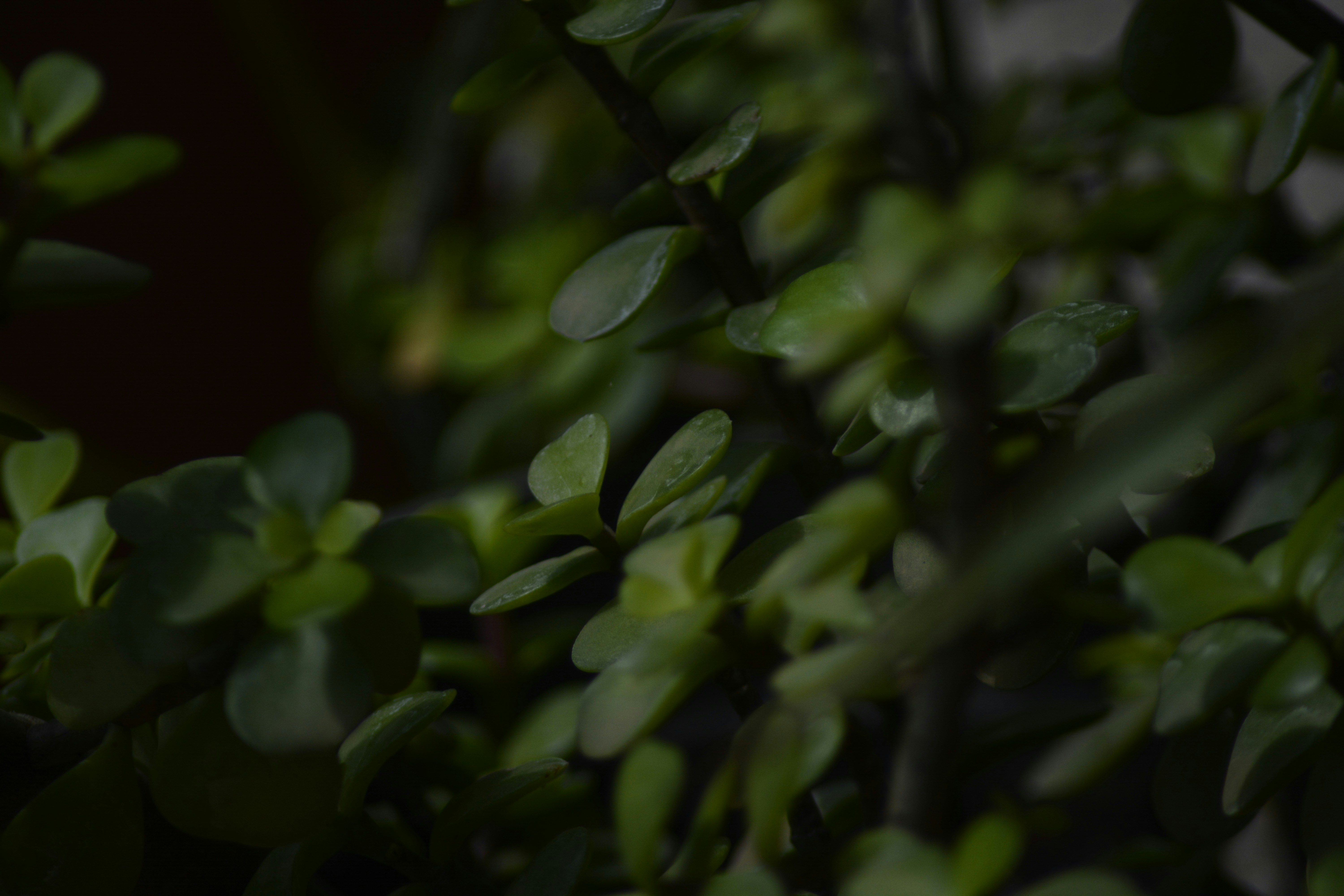 Close-up of green succulent plant leaves