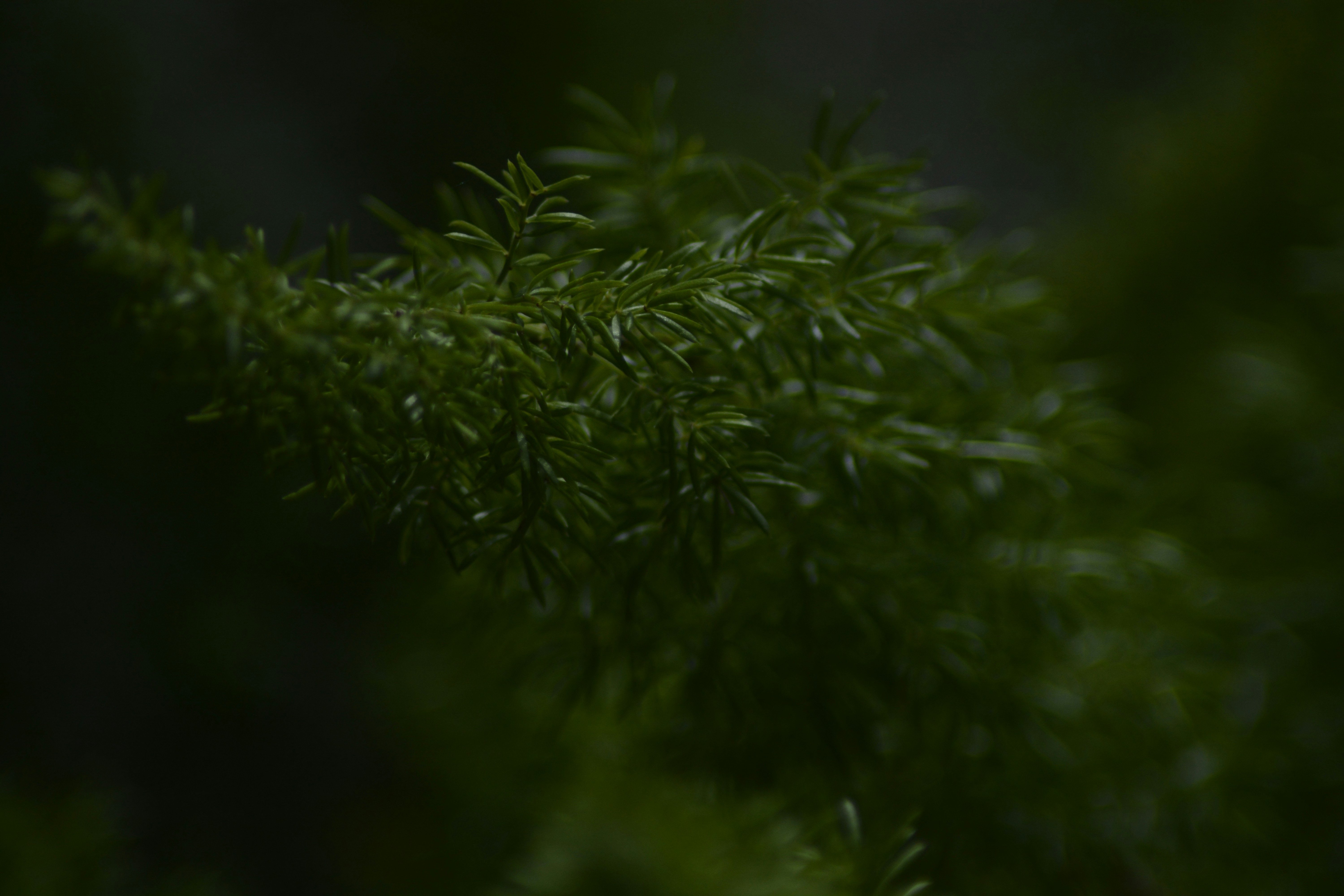 Close-up of green feathery foliage with dark background