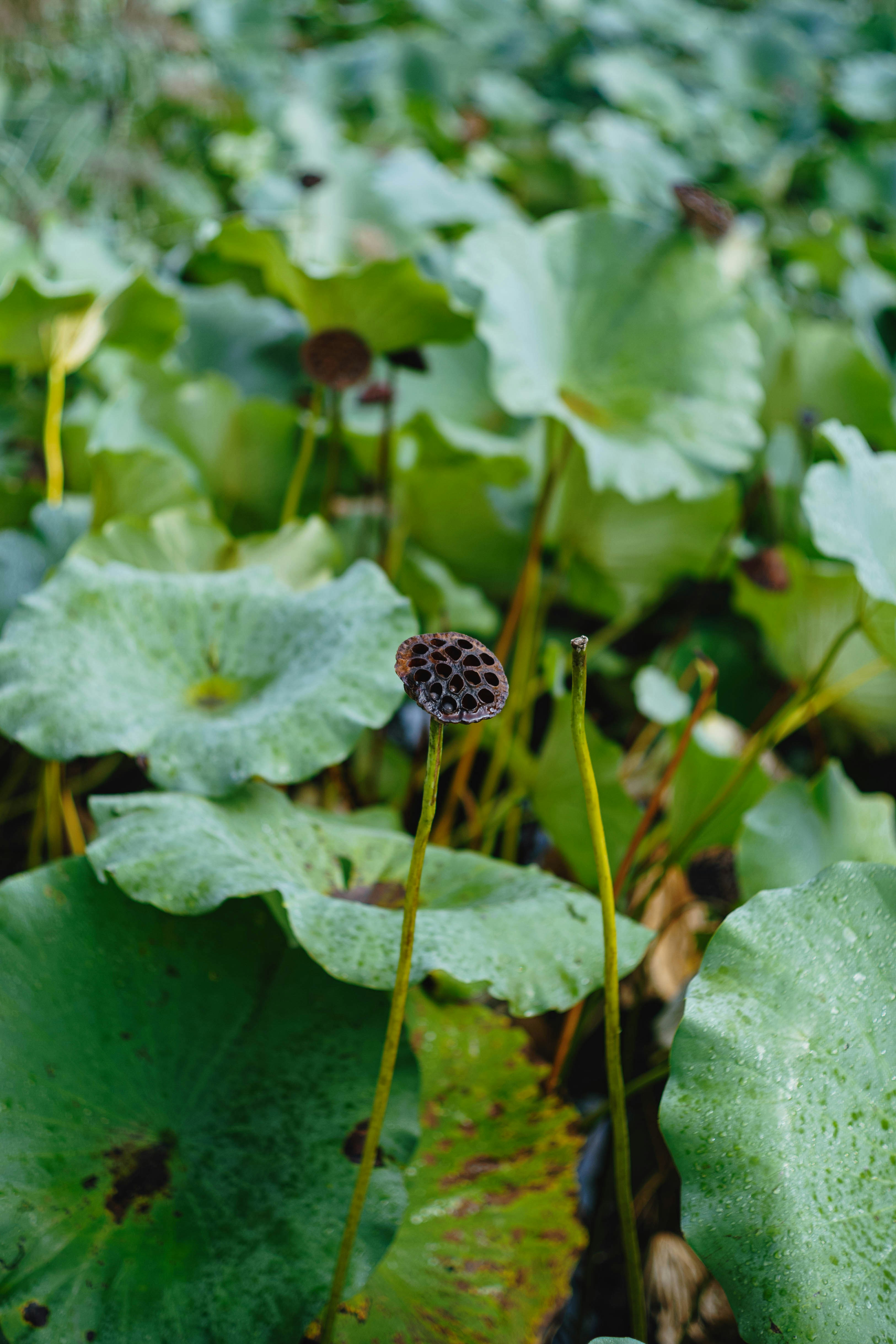 Whispers of Nature: The Lotus Seed Pod's Journey