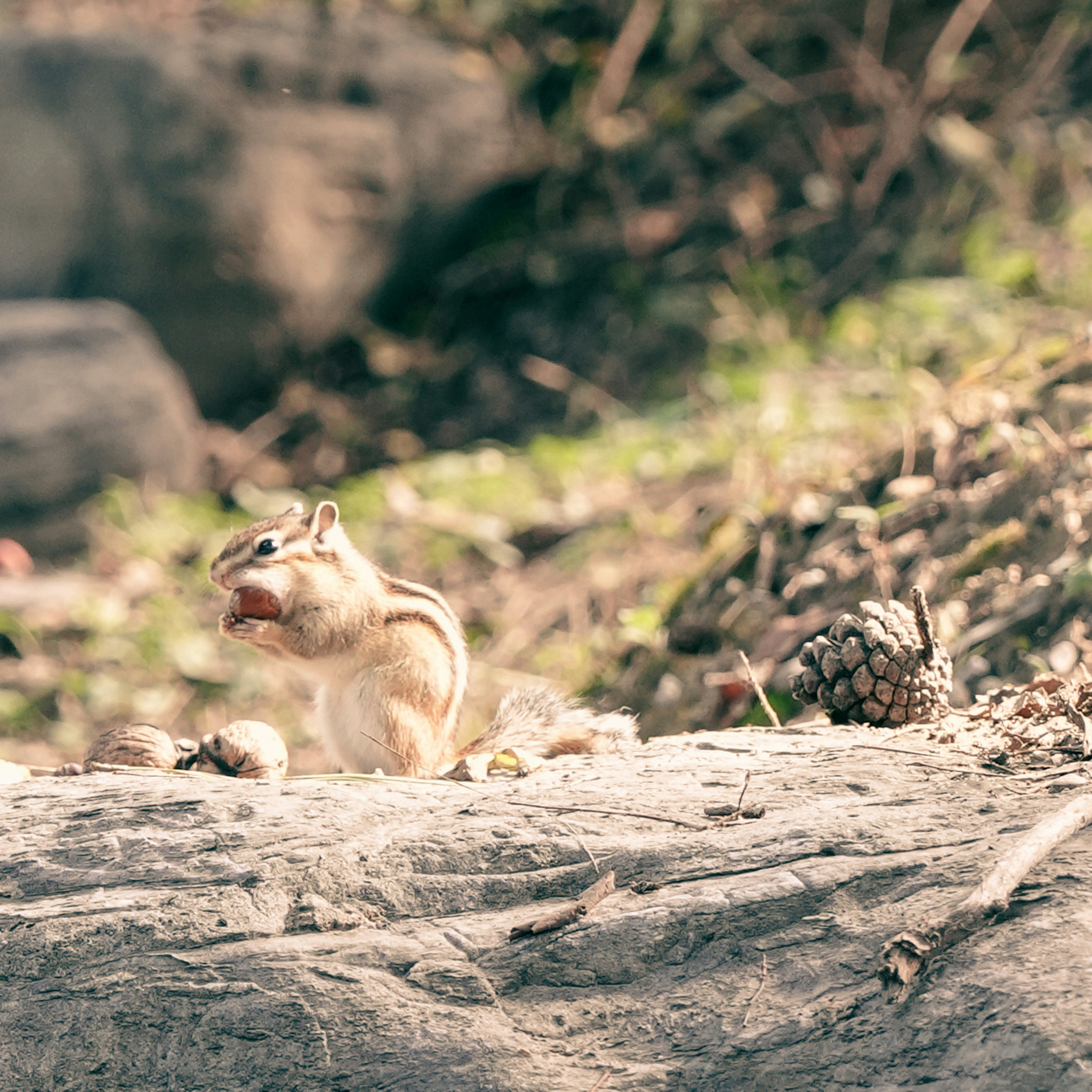 A chipmunk eats a nut on a log.
