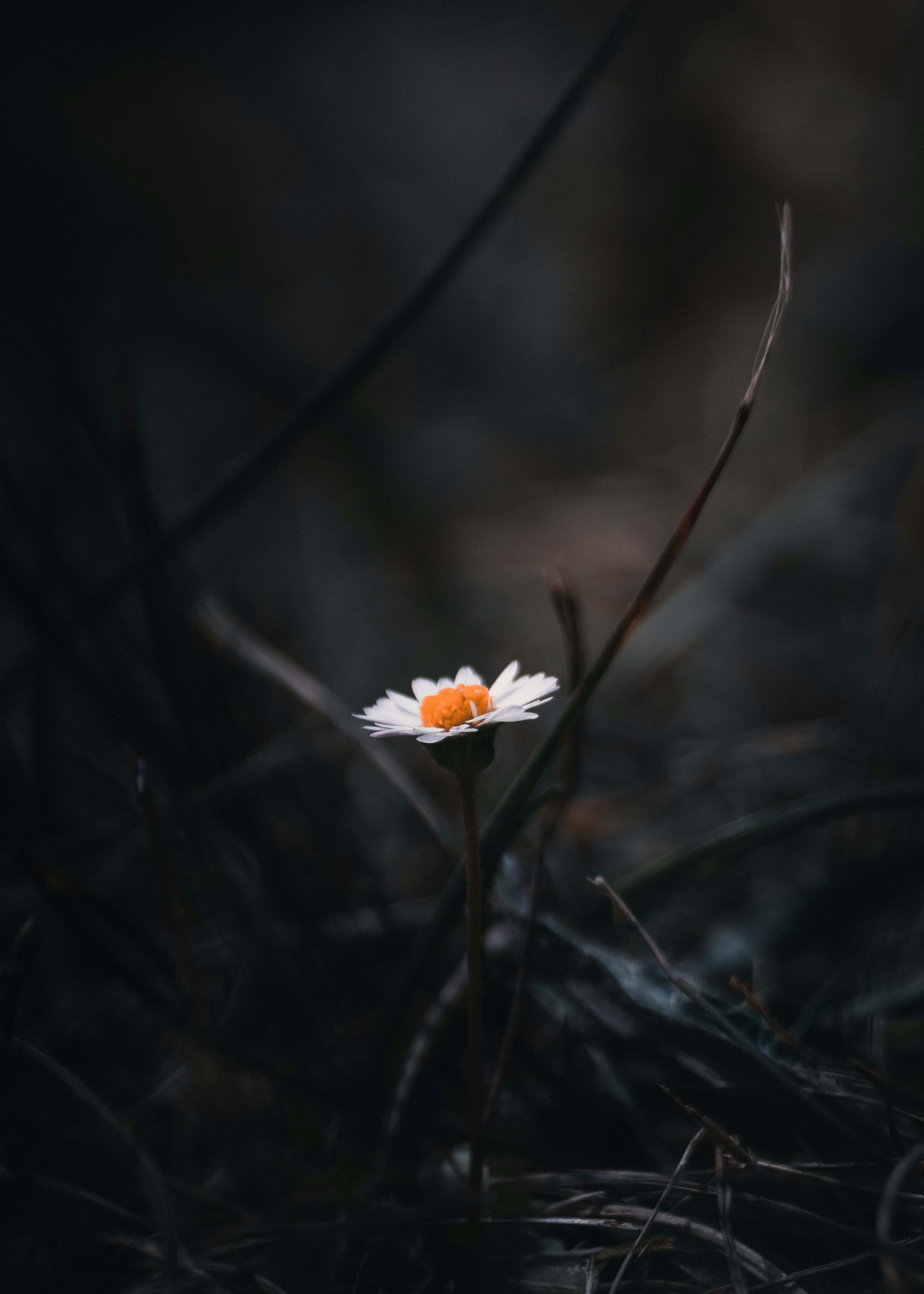 A single daisy with a yellow center blooms.