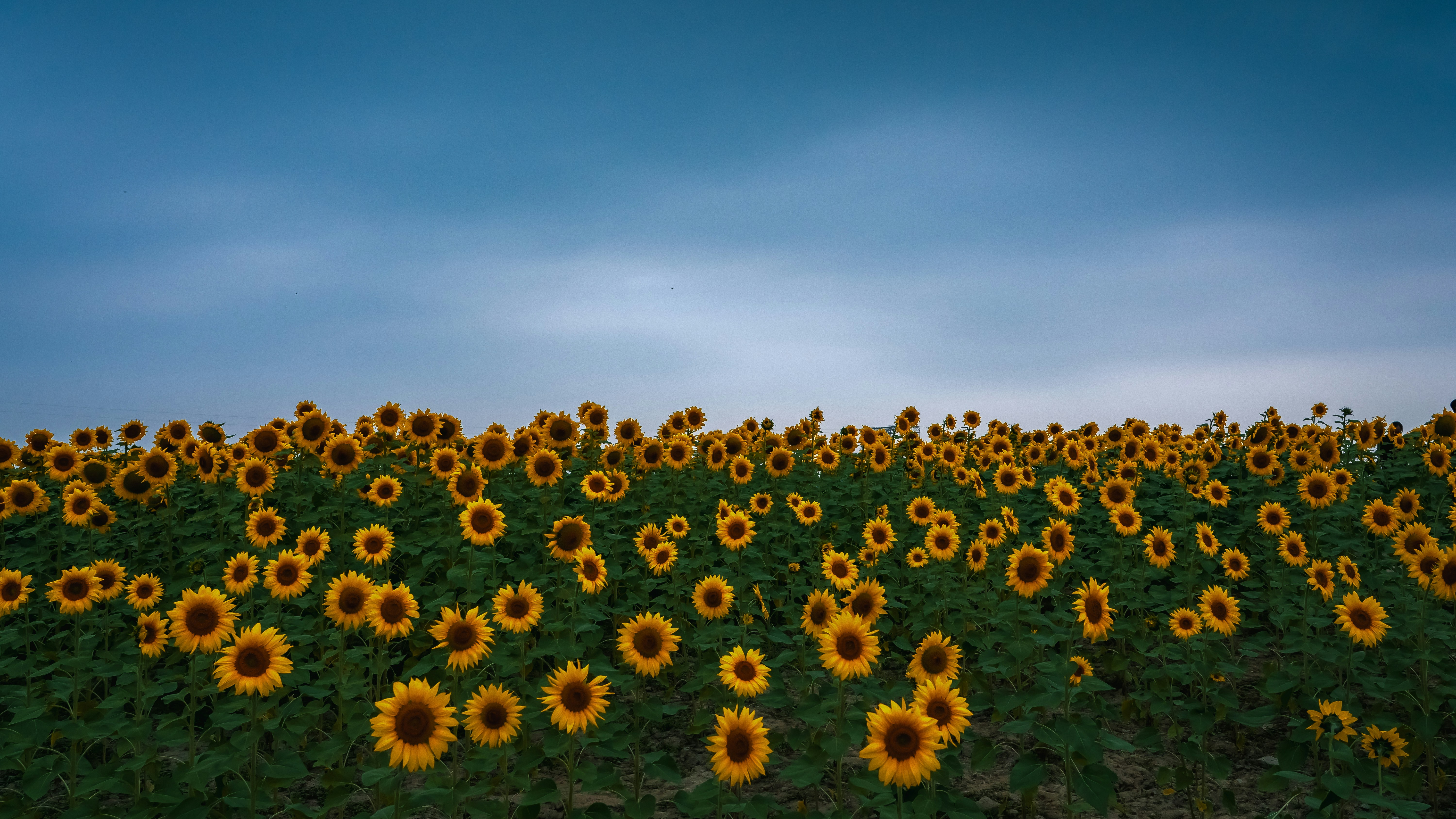 Sunflowers | Field of sunflowers under a cloudy blue sky