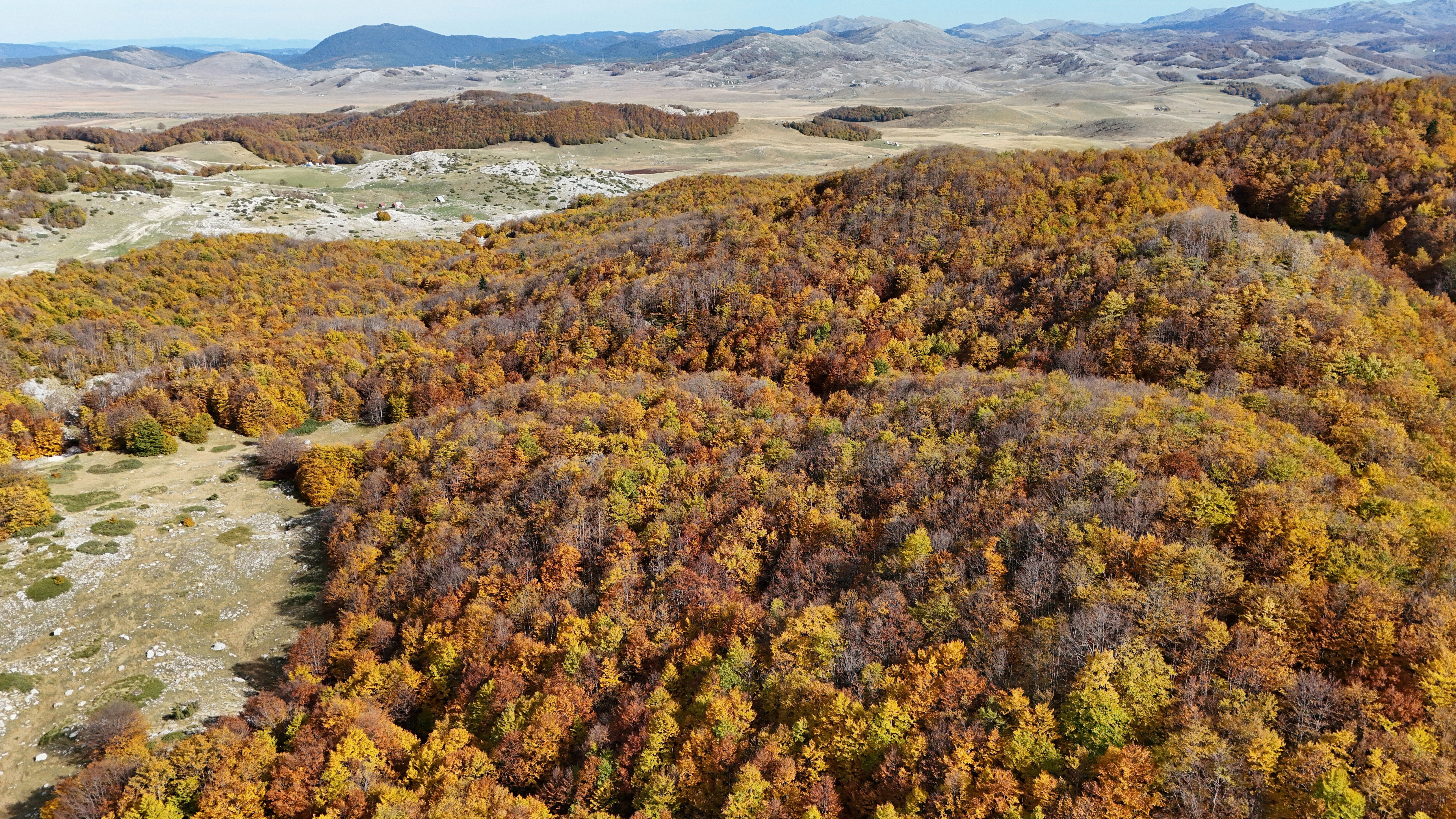 Amber Canopy Over Rolling Valleys: An Aerial Autumn
