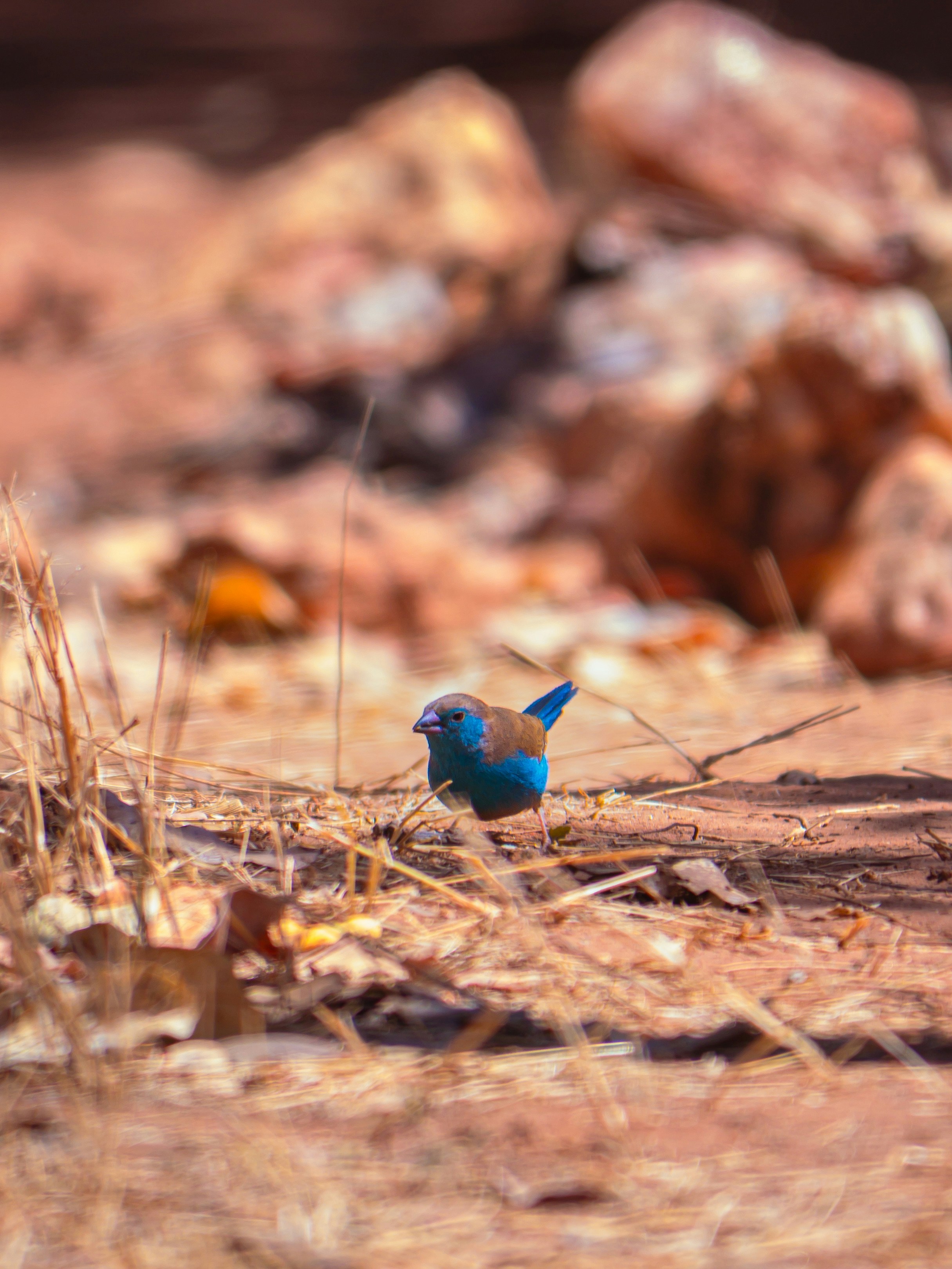 A Splash of Color in Nature's Canvas
