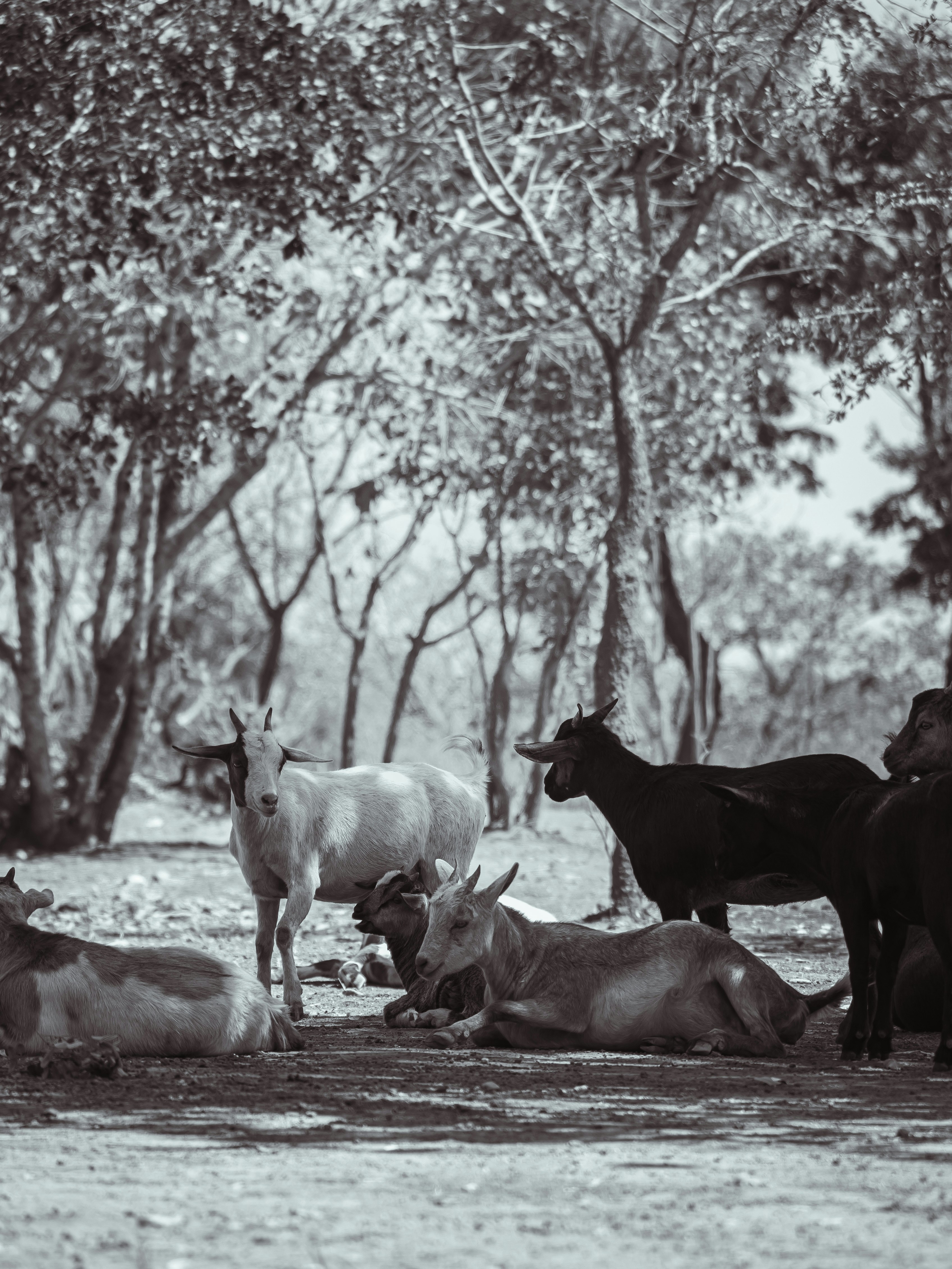 Serenity in the Shade: A Gathering of Grazers