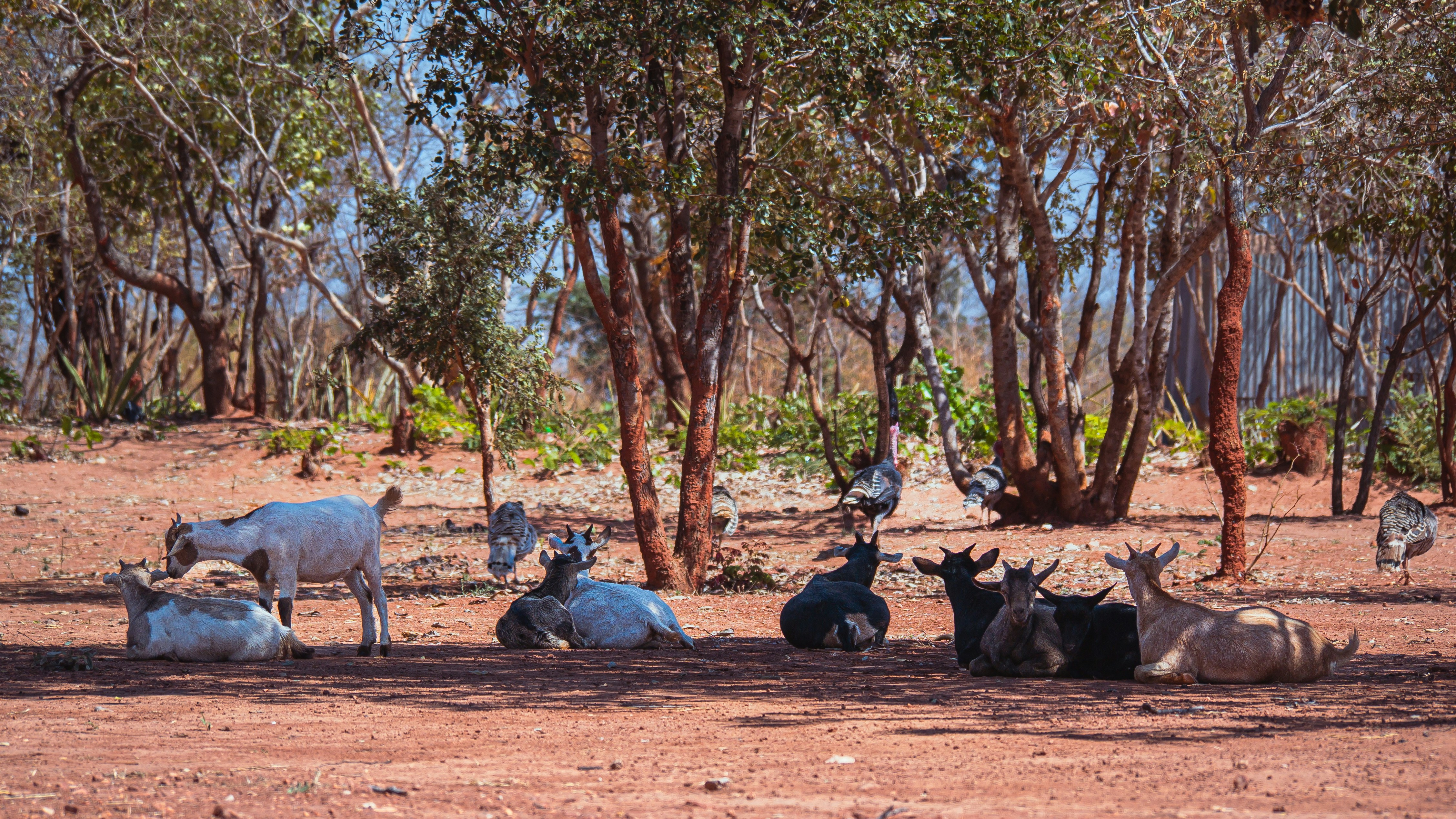 Serene Pastoral Retreat: Goats in Tranquil Harmony