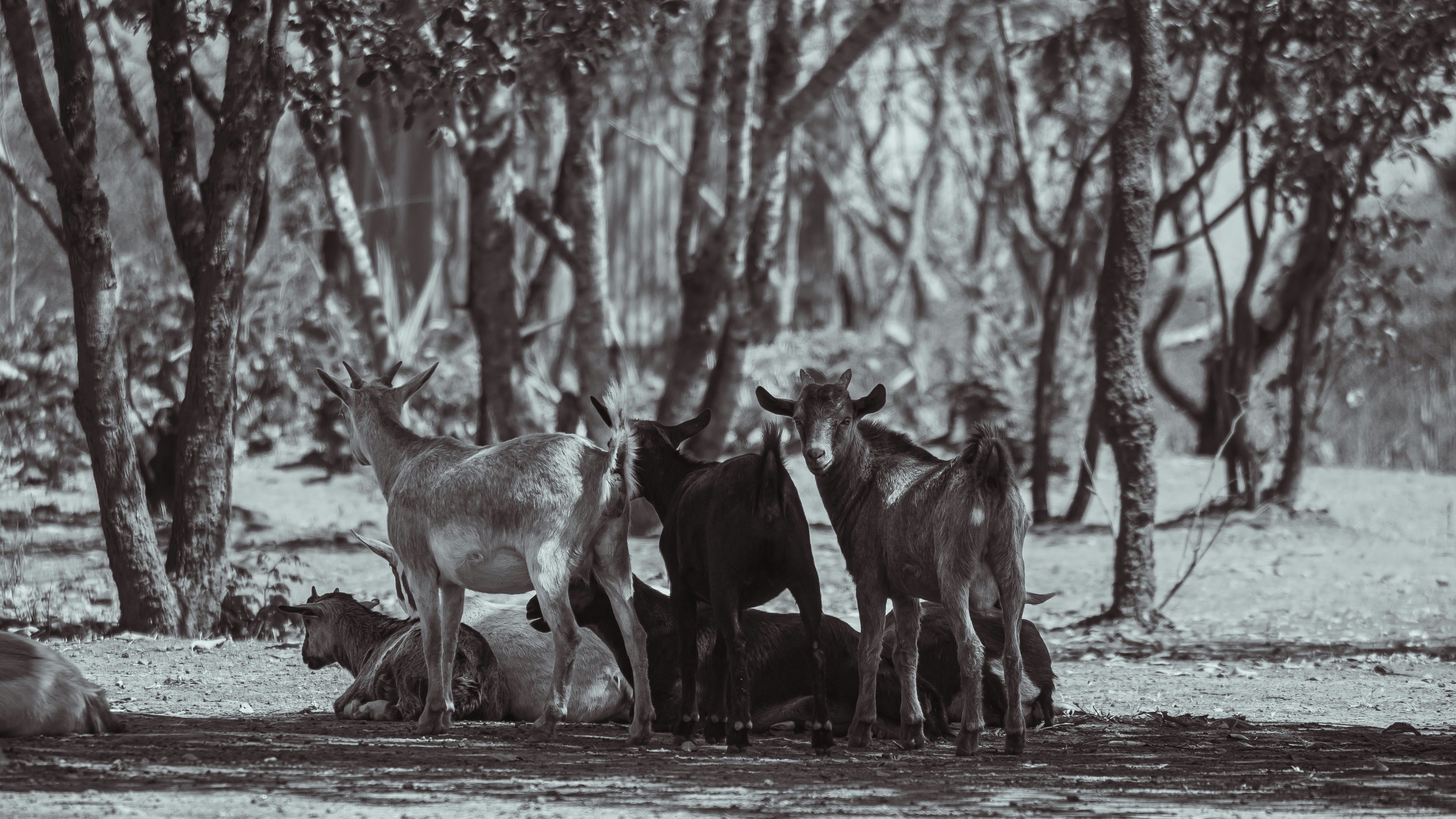 Gathering of the Gentle Grazers