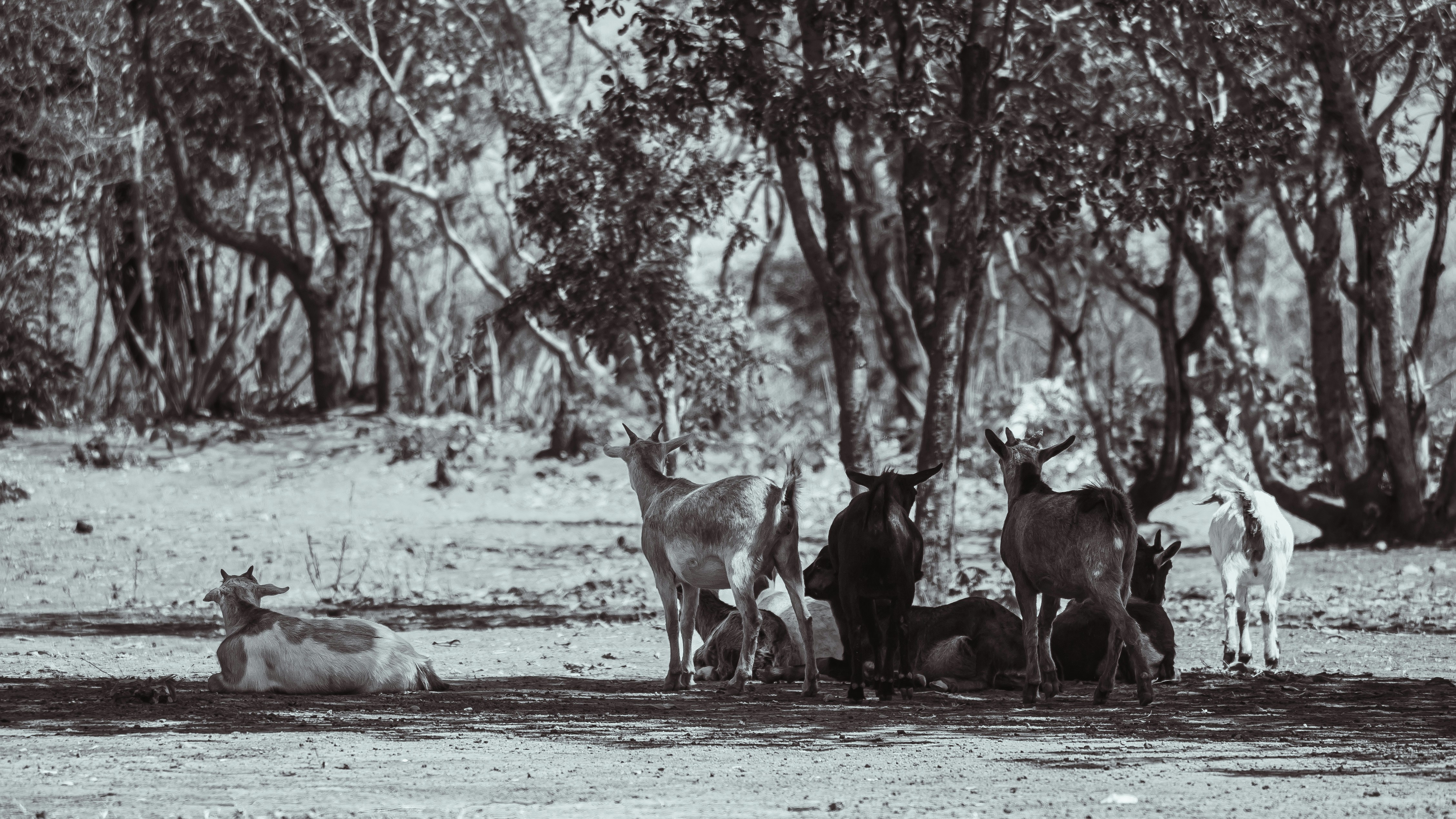 Serene Pastoral Gathering in Monochrome