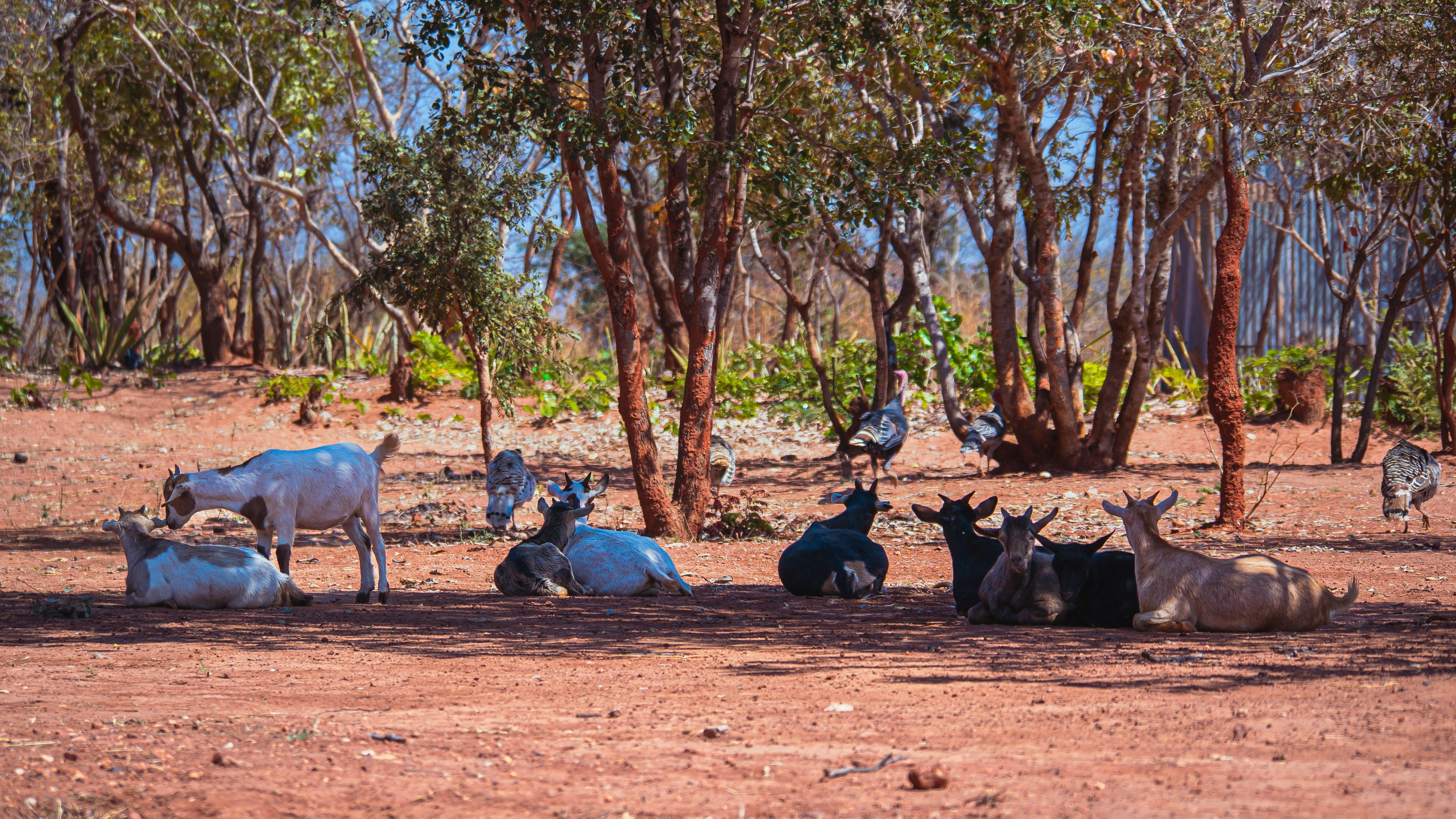Resting in the Red Dust: A Goat Herd Quietly Beneath Dappled Shade