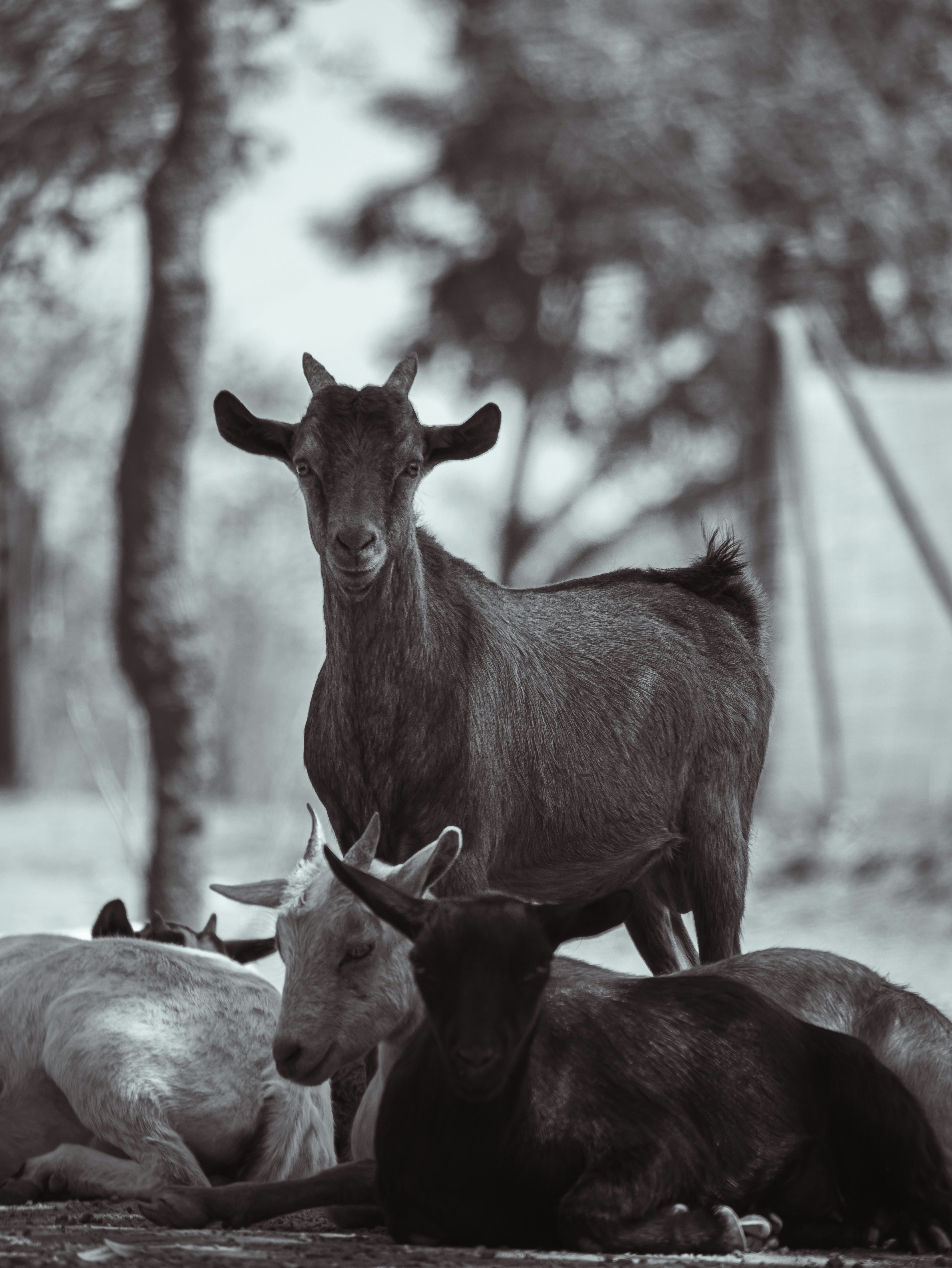 Grazing Sentinel: A Calm Herd Rest Under a Watchful Ram