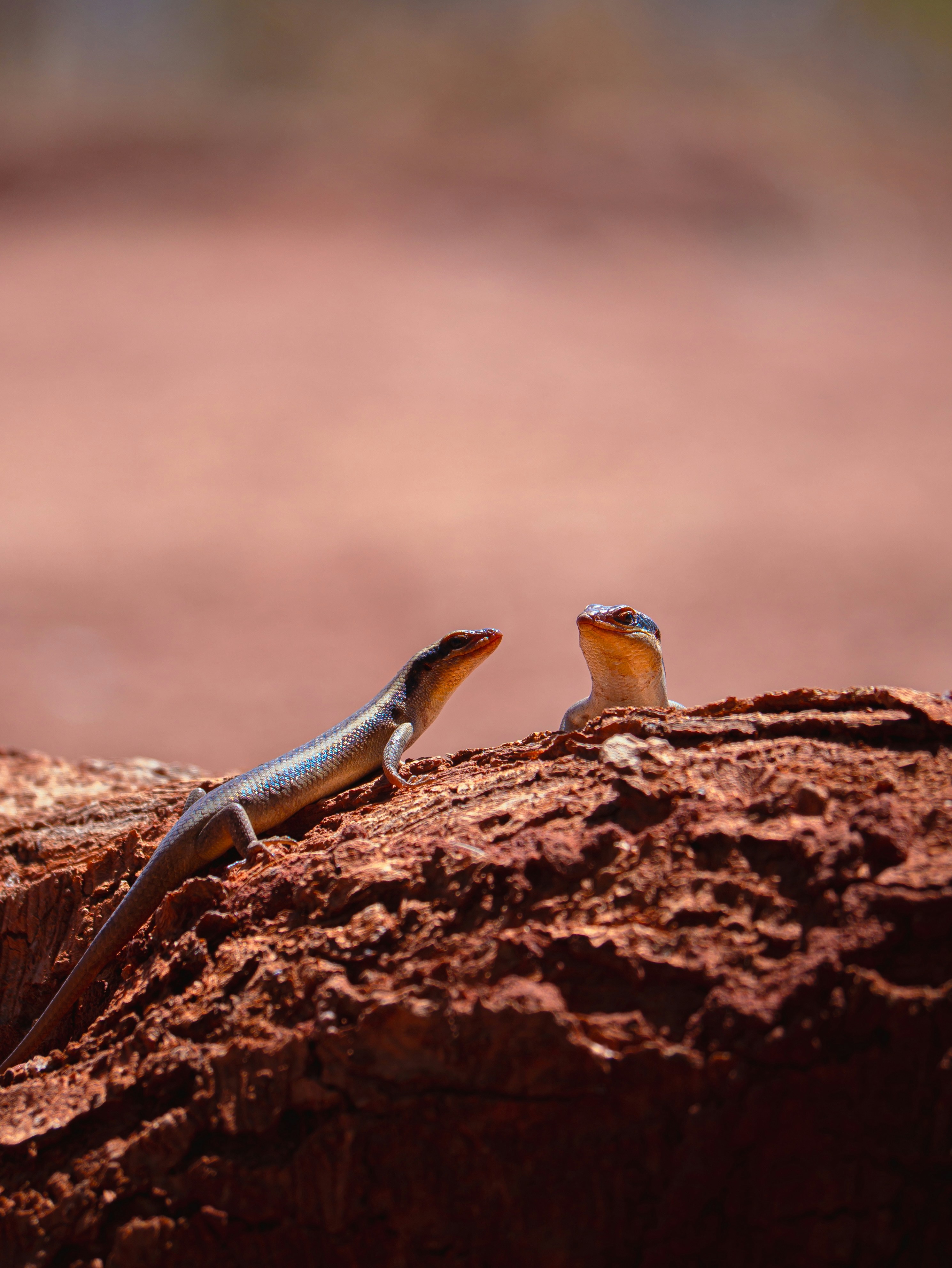 A Serene Encounter on Sunlit Terrain