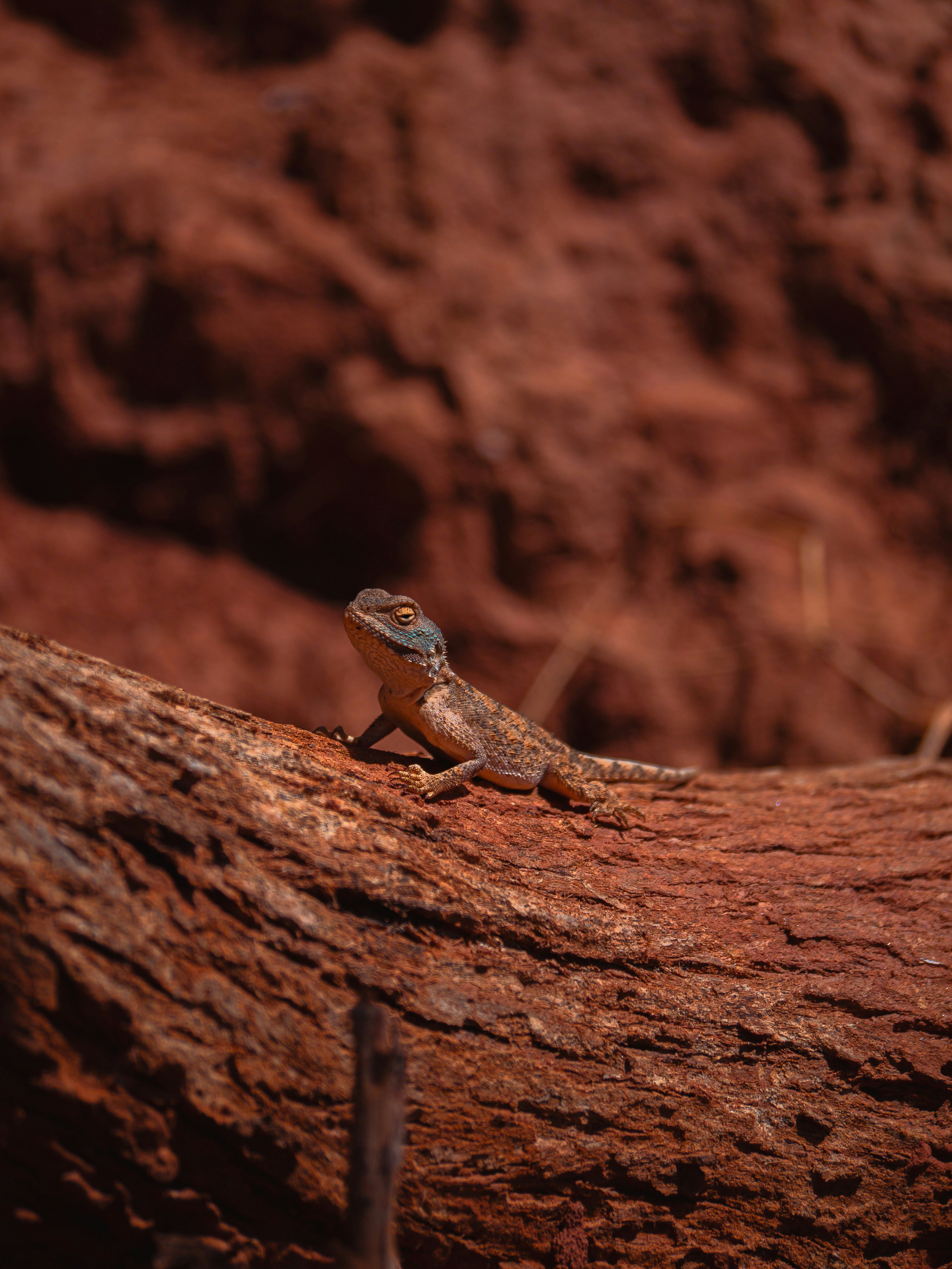 A Lizard's Sunlit Perch on Rustic Terrain