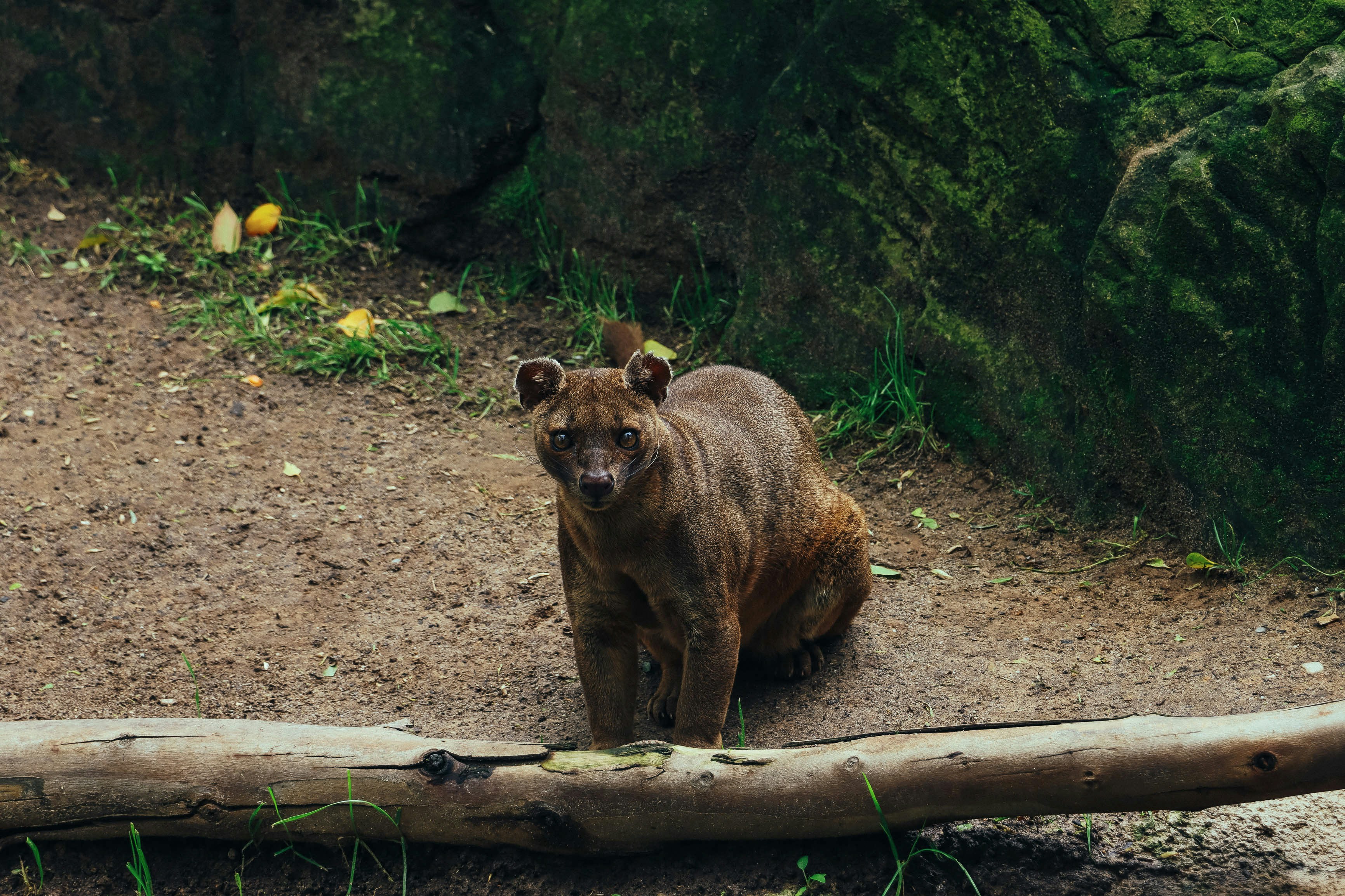 Curious Encounter with a Forest Dweller