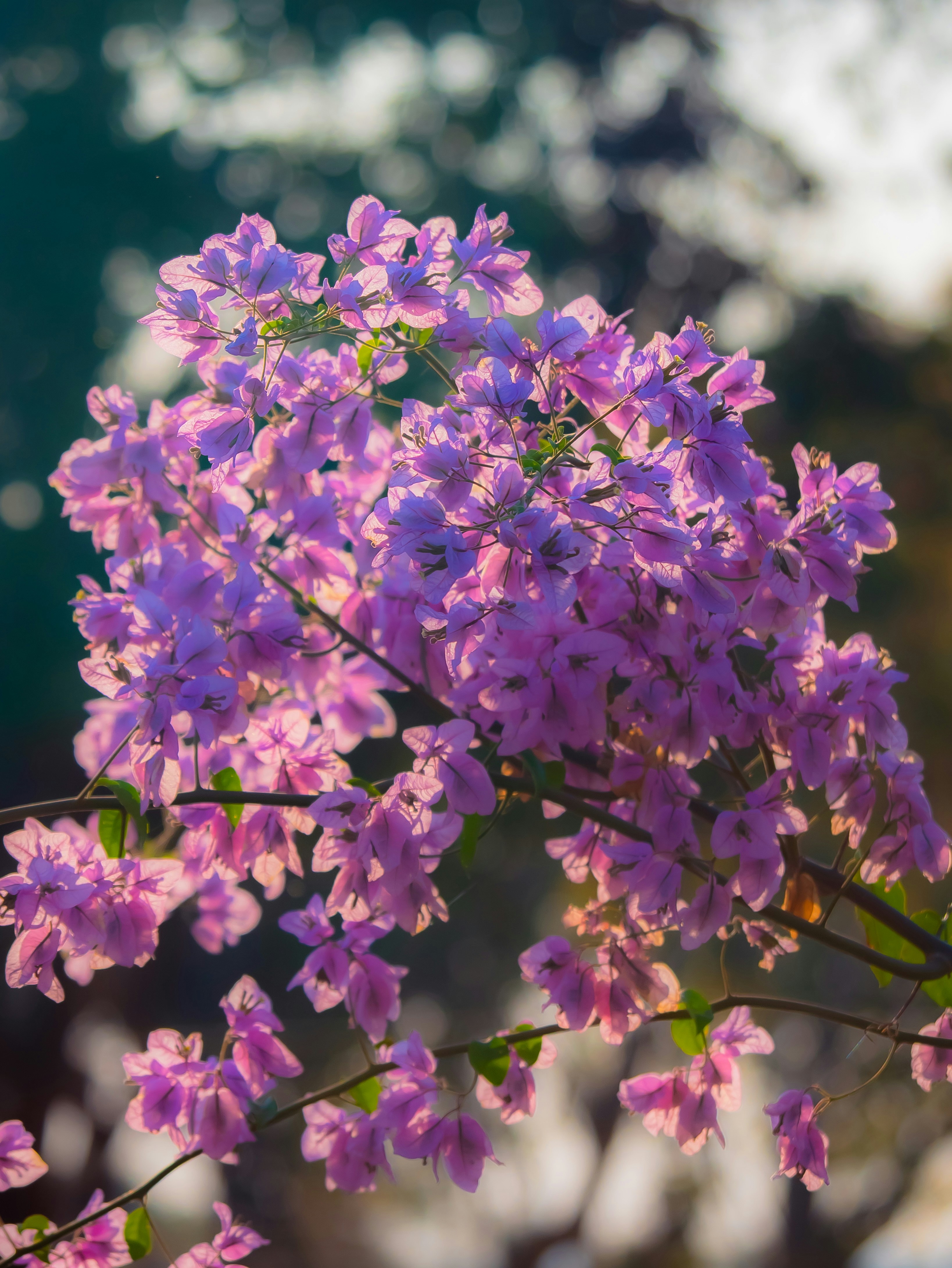 Whispers of Spring: A Floral Symphony