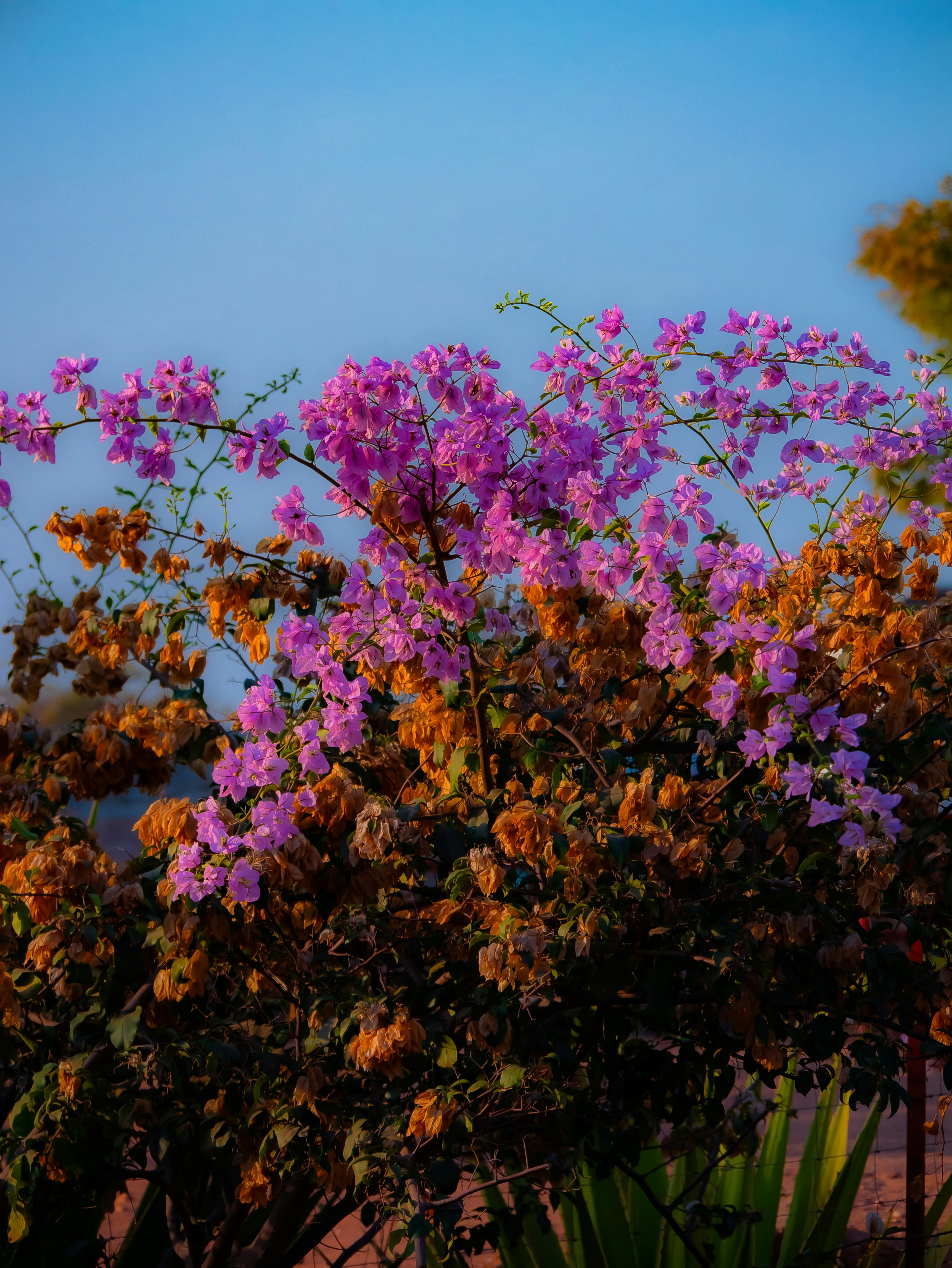 Floral Harmony in Twilight