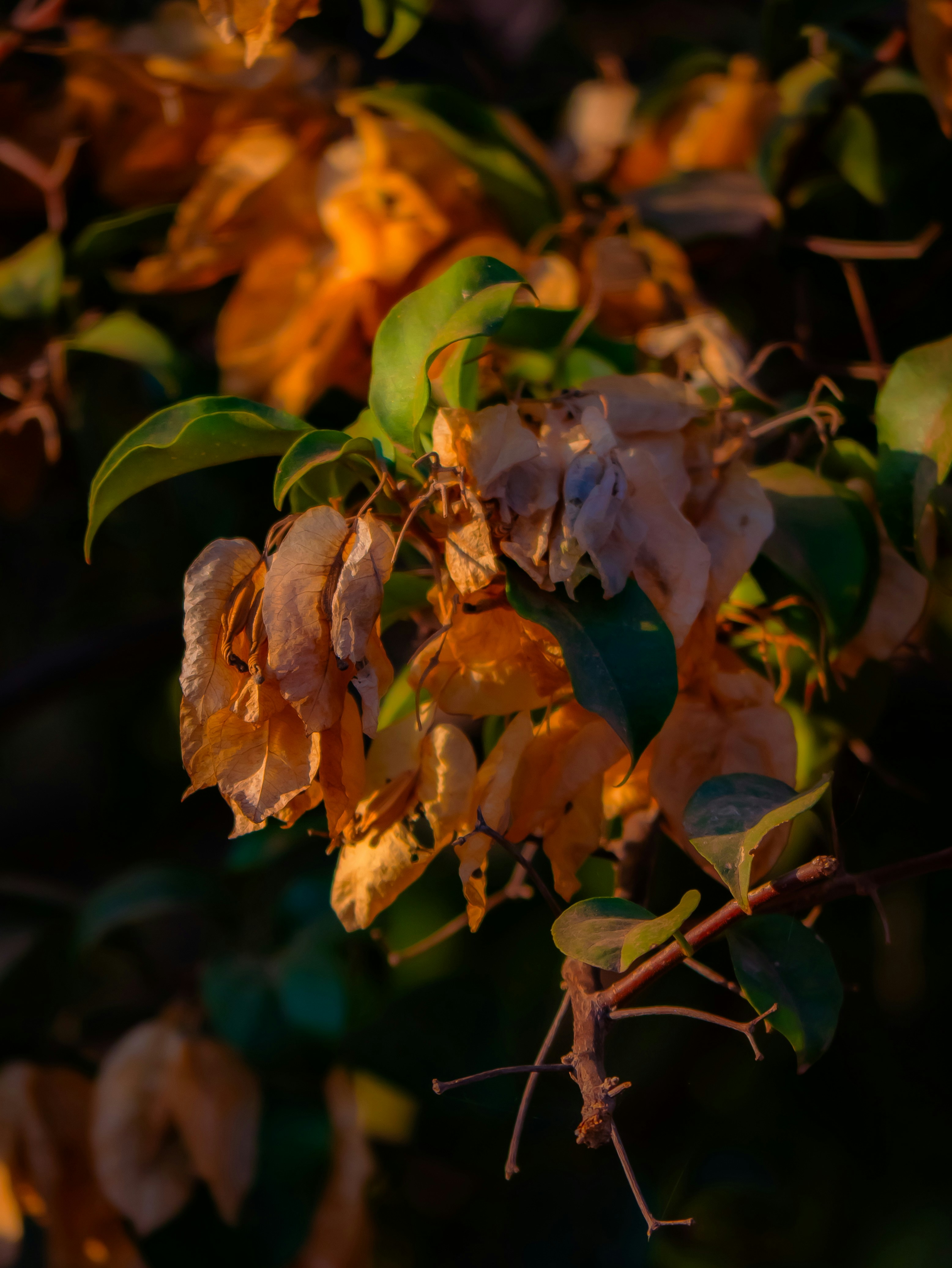 Whispers of Autumn's Palette