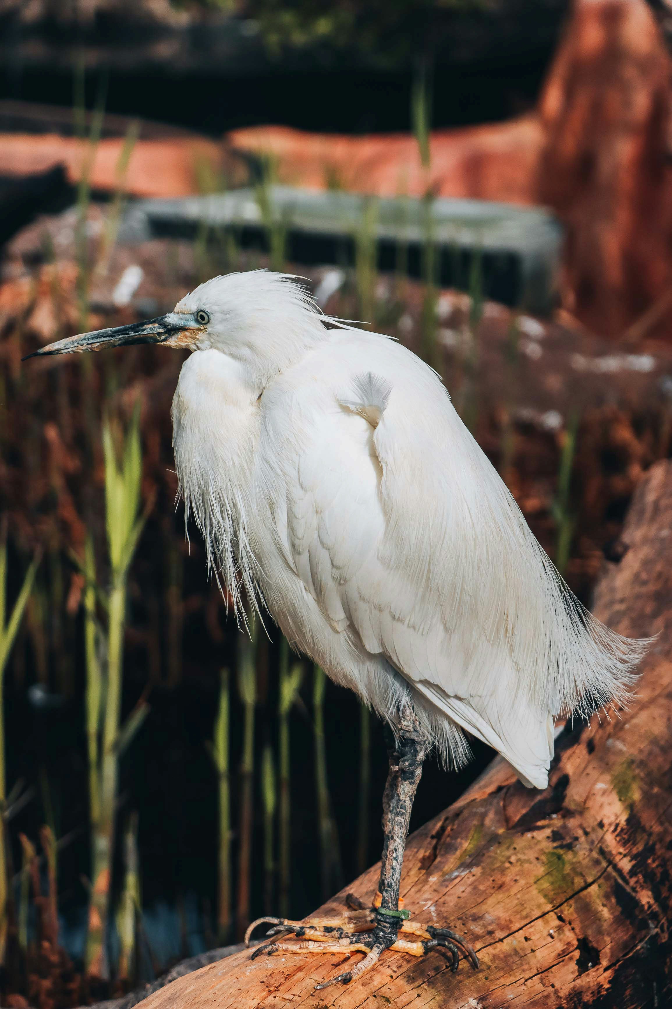 Elegance in Stillness: The Great Egret's Poise