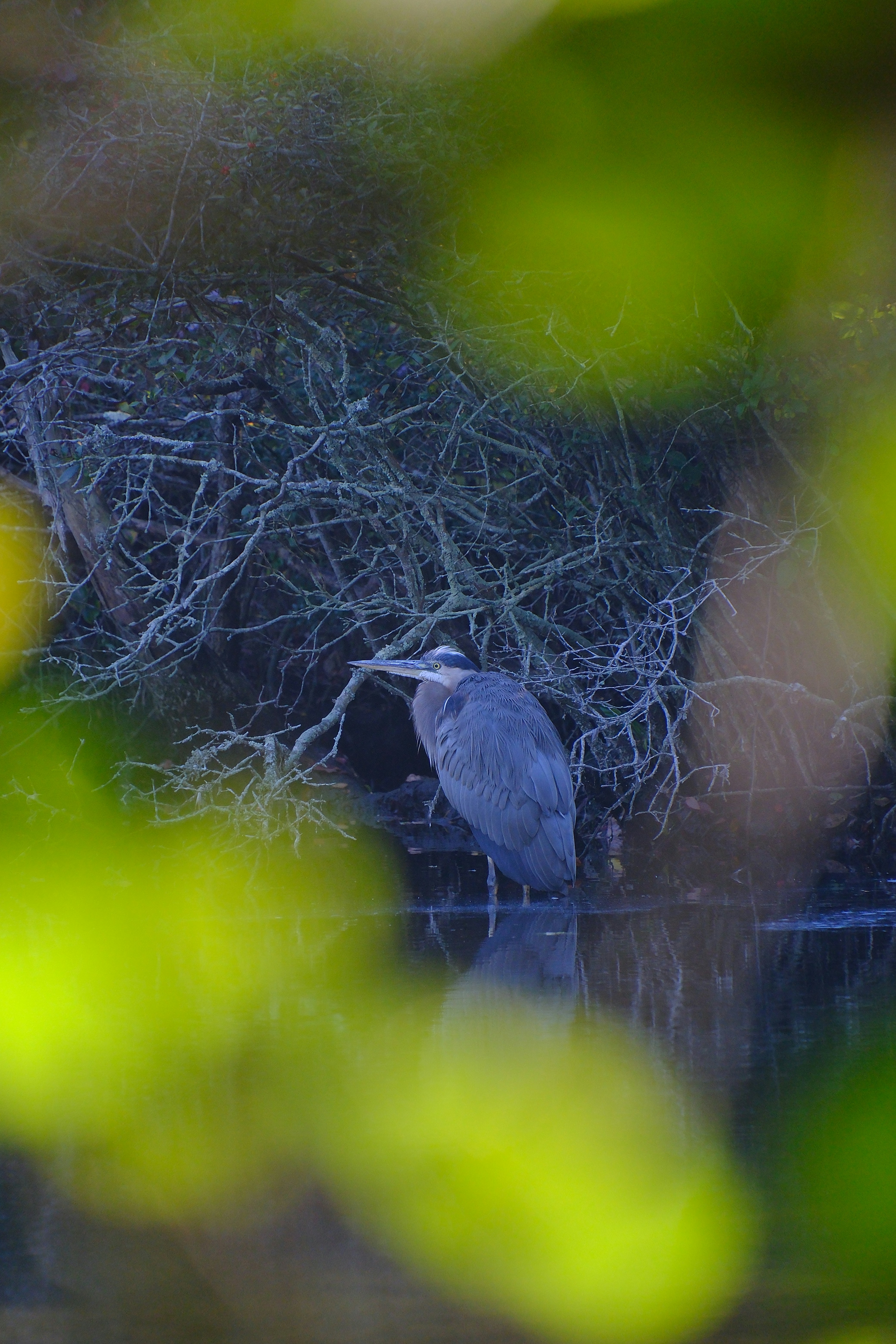 A great blue heron stands still amidst tangled branches, partially obscured by vibrant green foliage, reflecting in the calm water below.