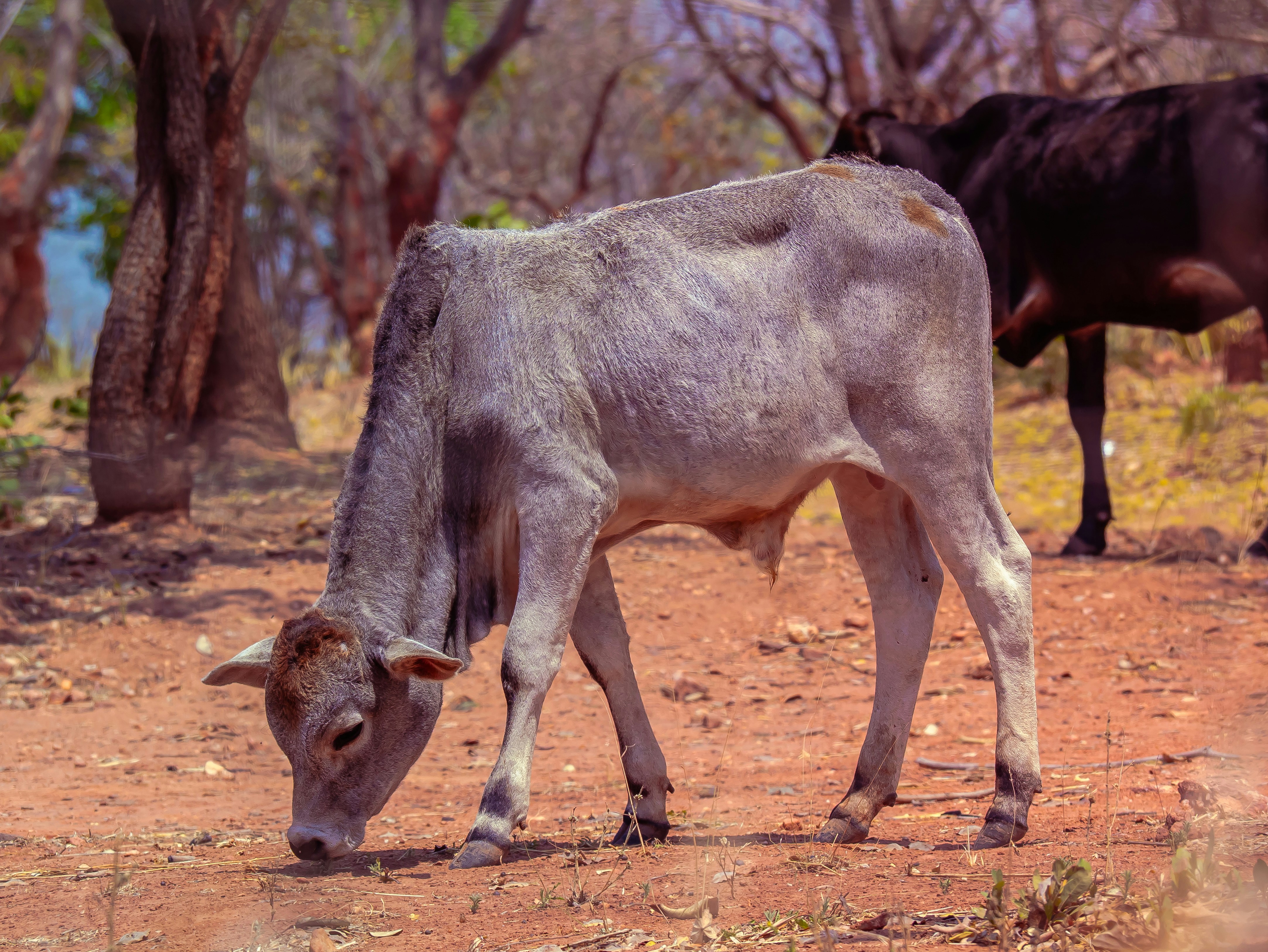 Gentle Grazing: A Moment in Nature's Embrace