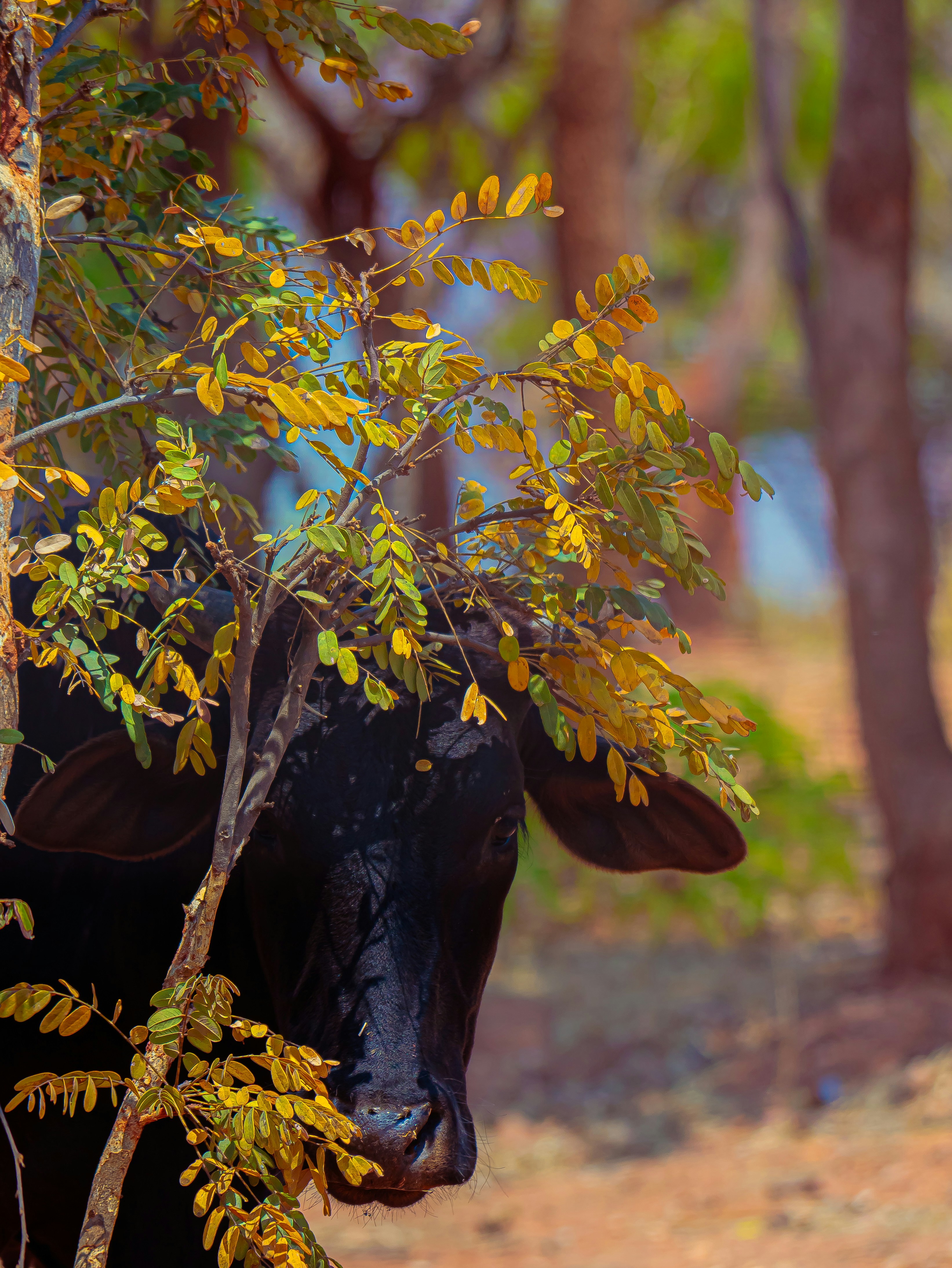 Autumn Golden Canopy Framing a Black Cow in a Quiet Meadow