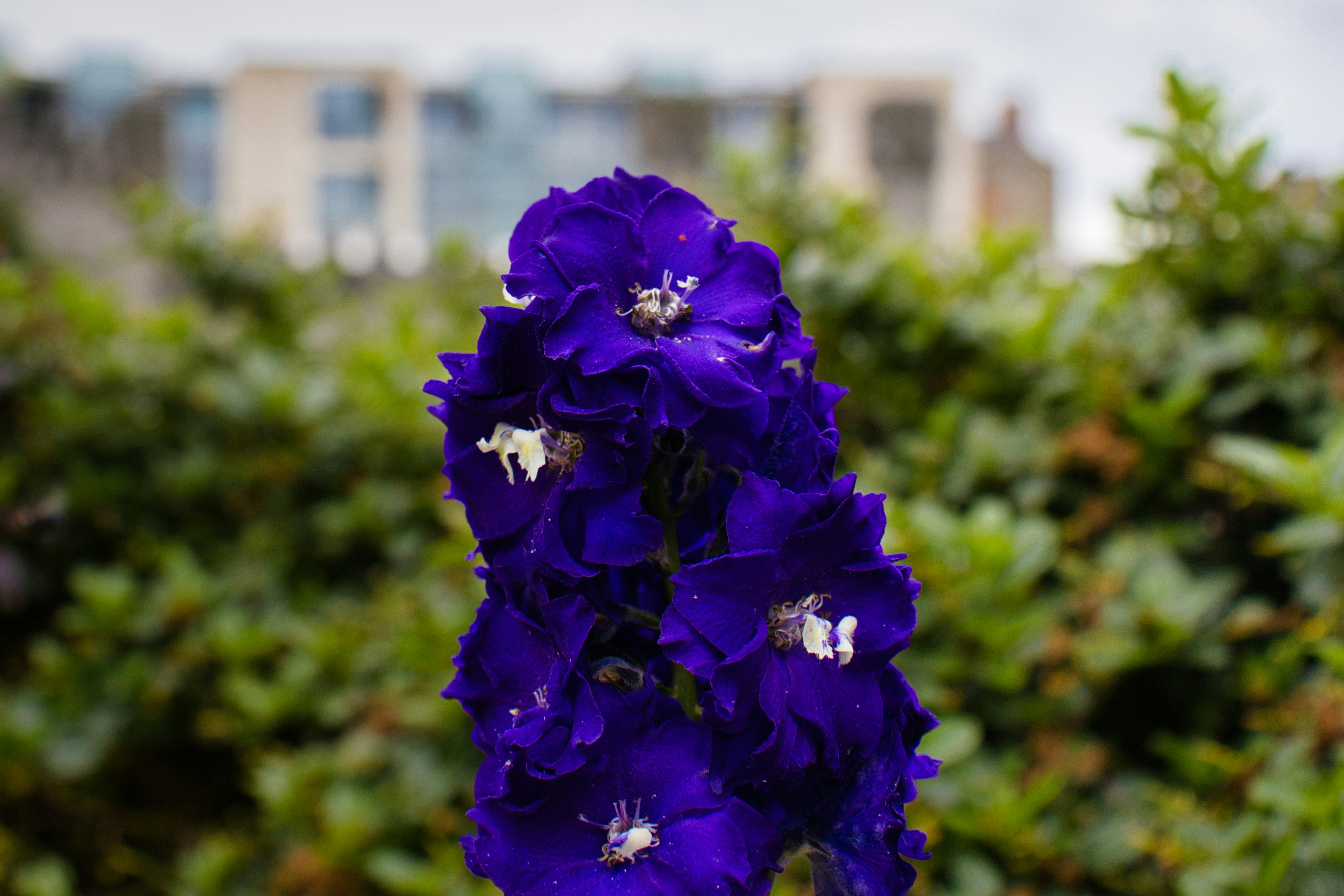 Violet Blooms Amidst Urban Greenery