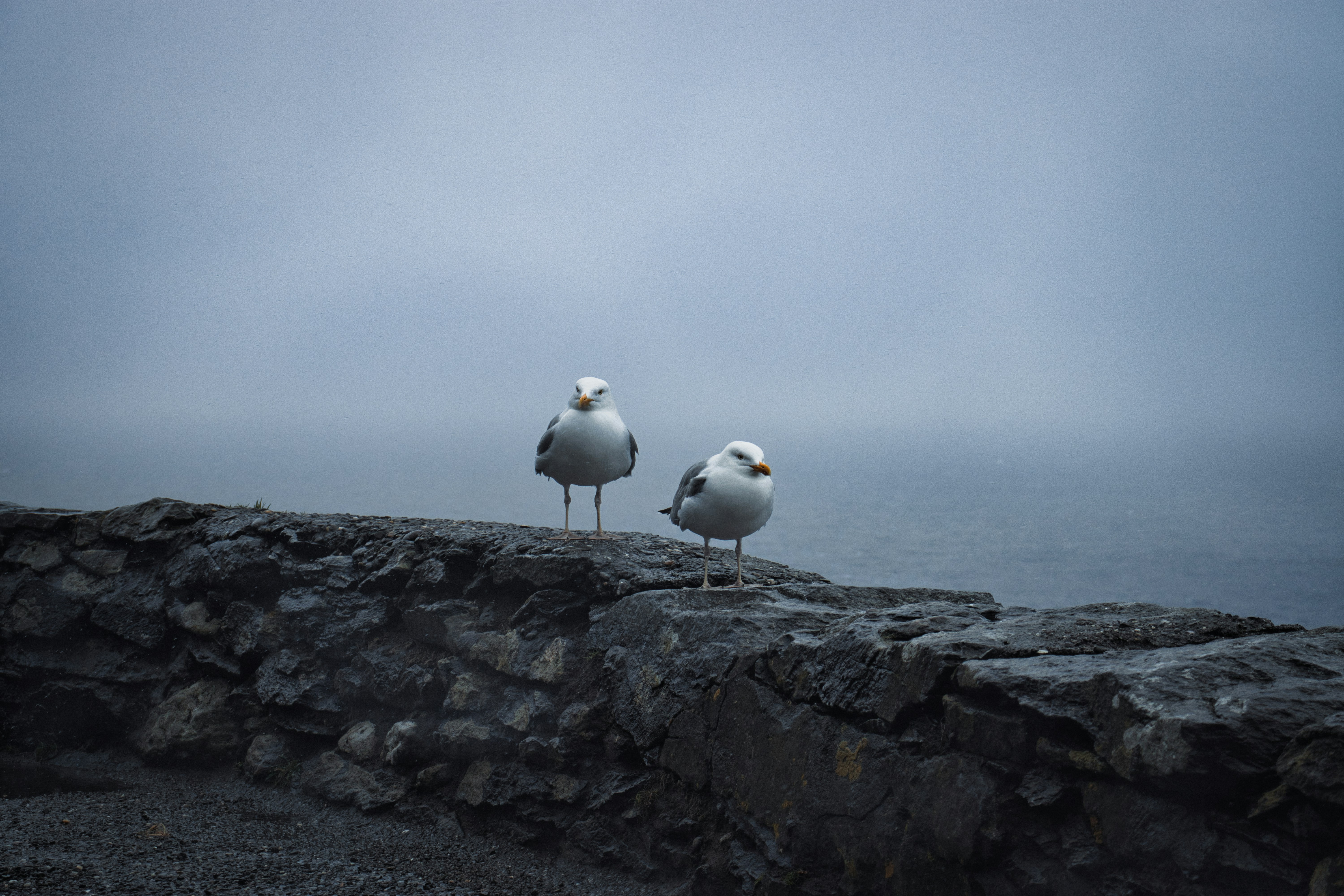 Horizon Keepers: Two Seagulls on a Weathered Coastal Cliff