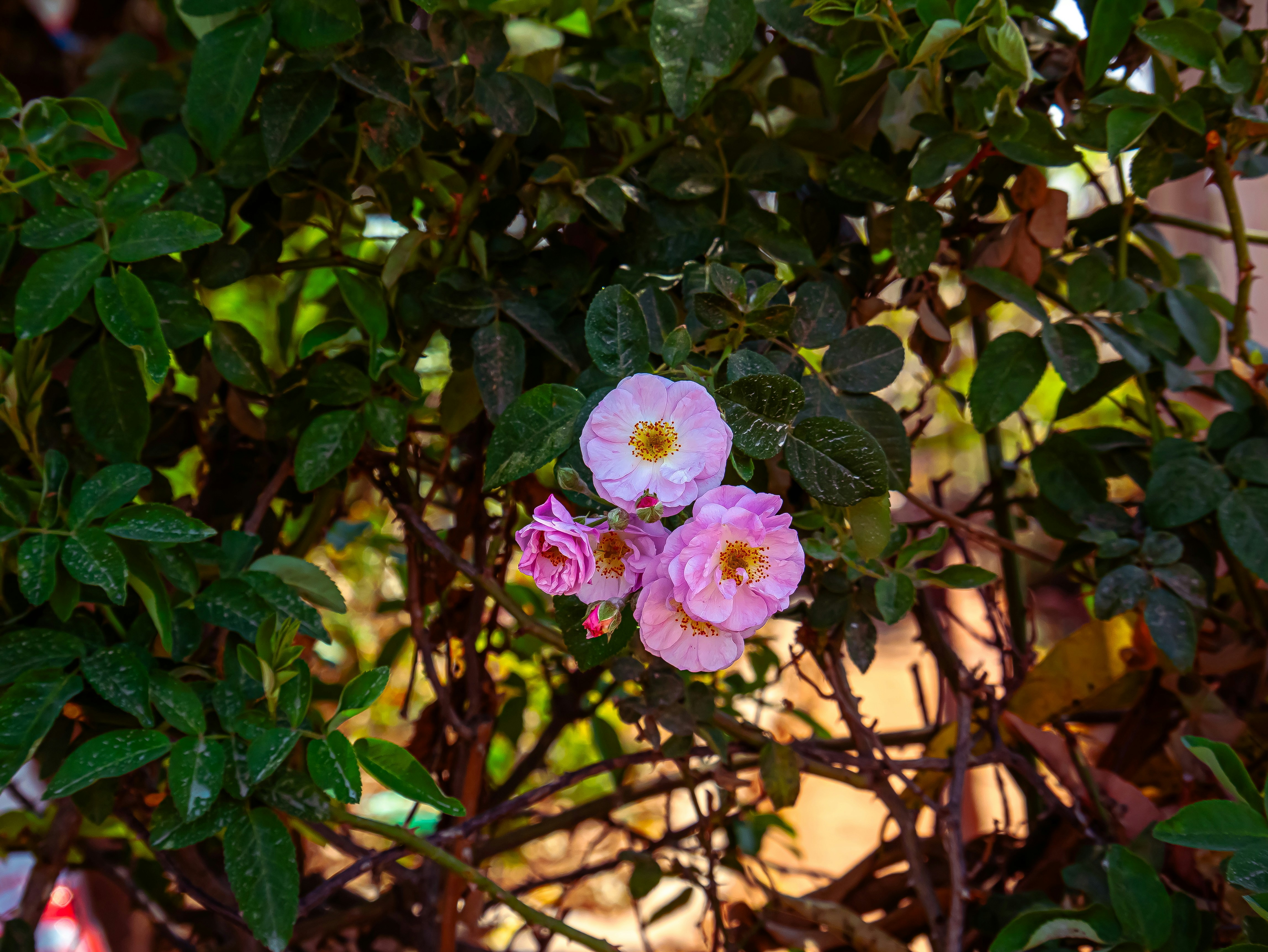 Whispers of Spring: A Floral Embrace