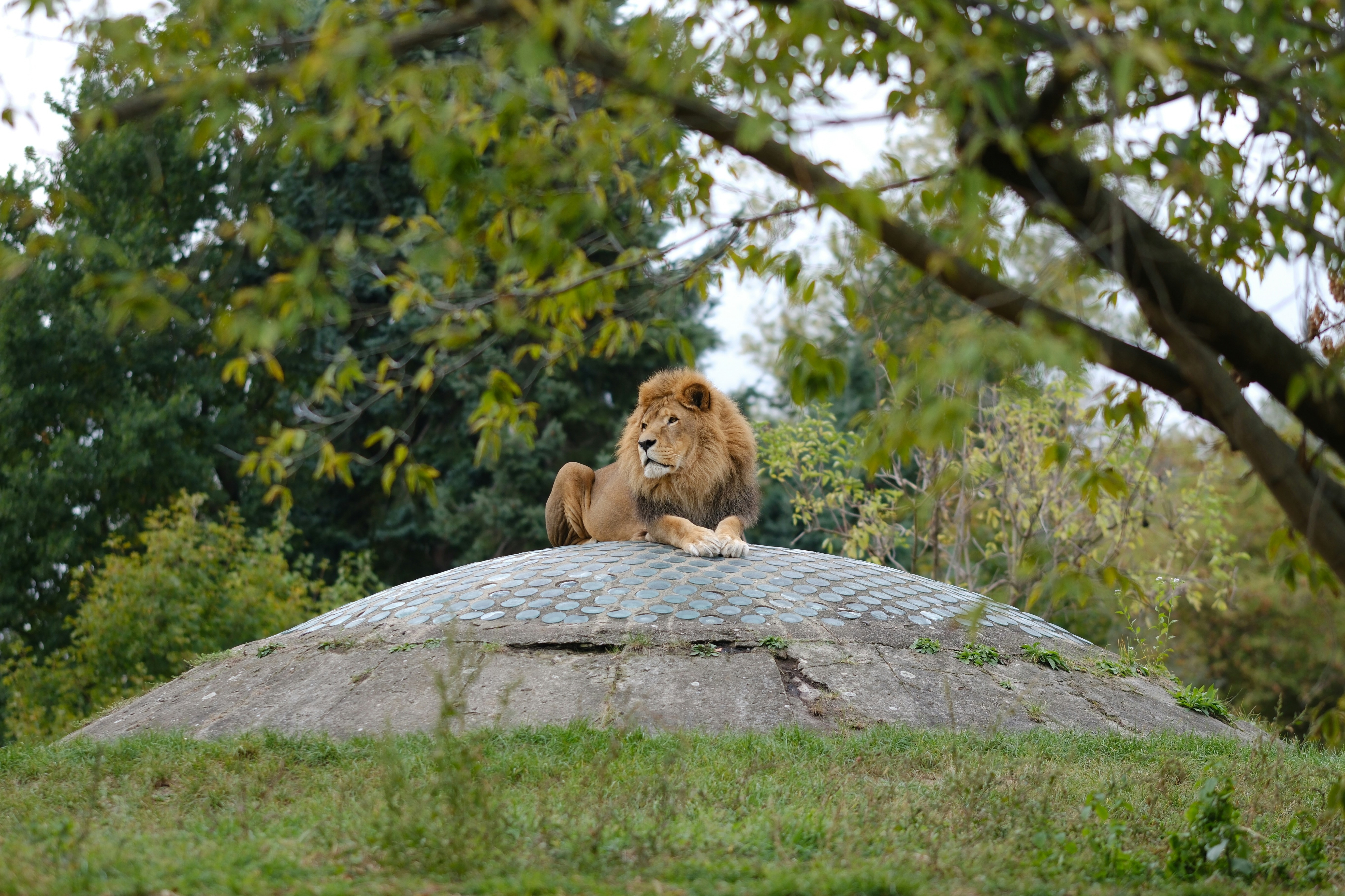 A lion rests on a domed structure outdoors.