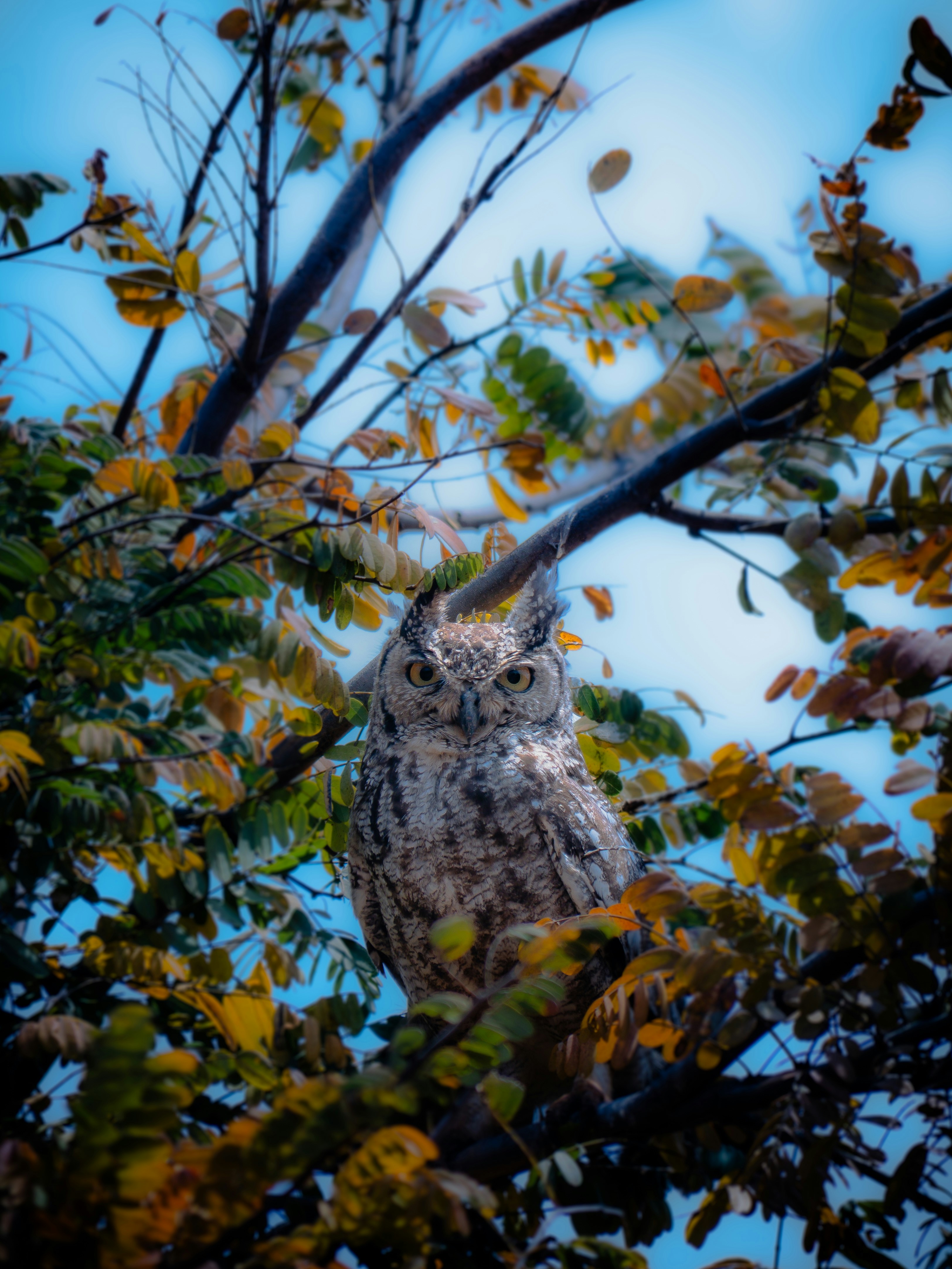 Guardian of the Canopy: An Owl's Vigil