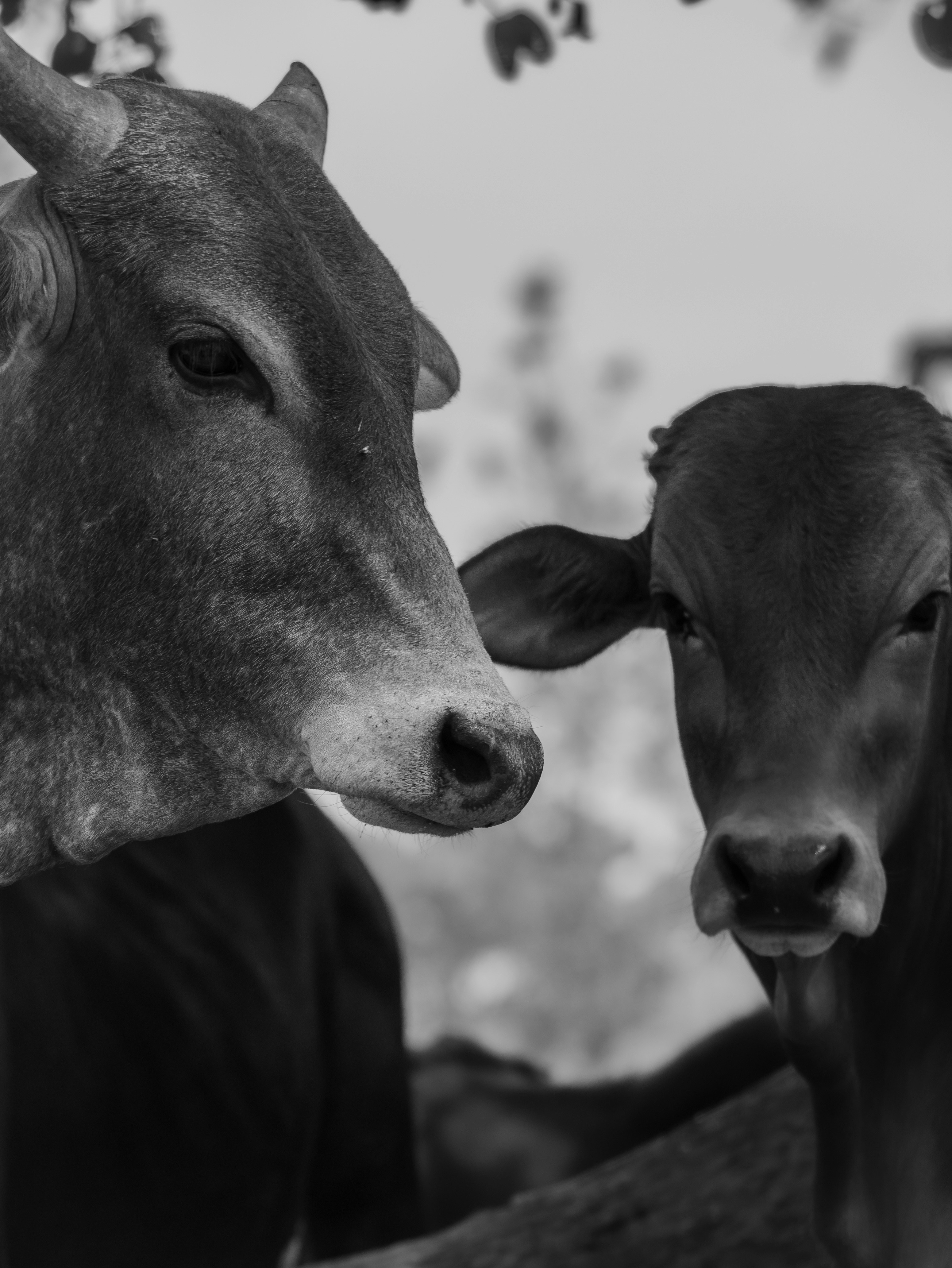 Whispers of the Pastoral Duo