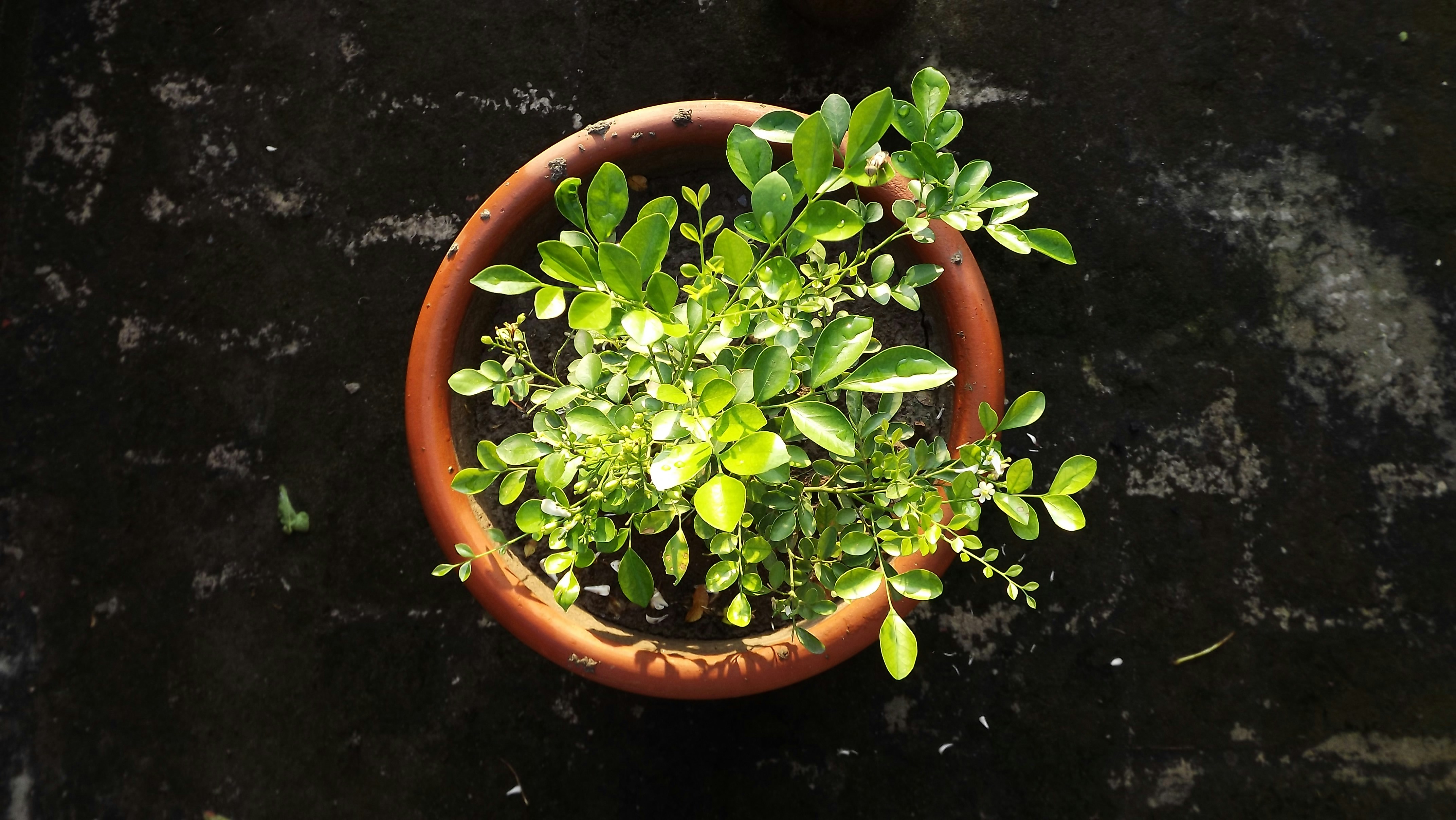 Verdant Oasis: A Study in Greenery