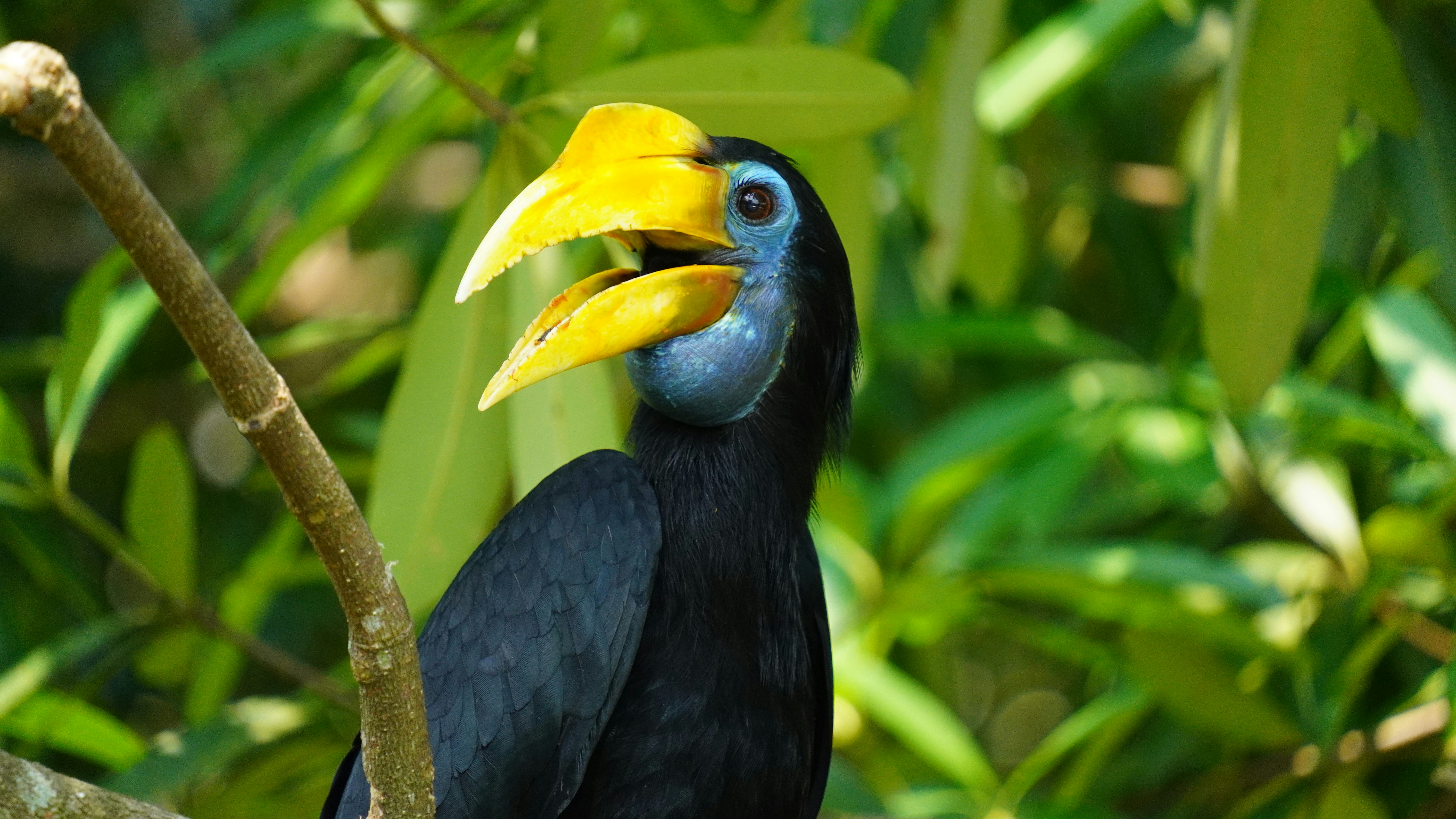 Vocal Majesty: The Hornbill's Call