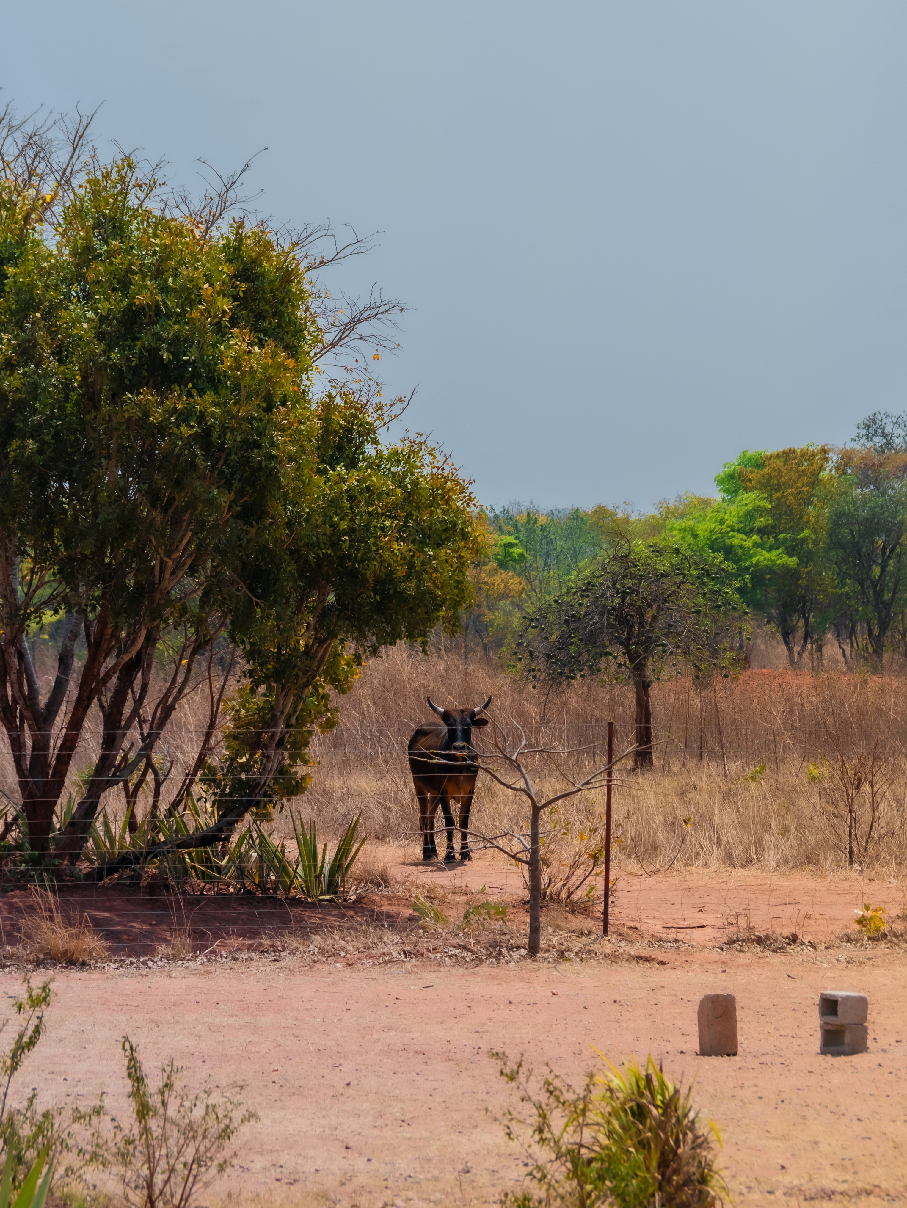 A Quiet Moment in the Drylands