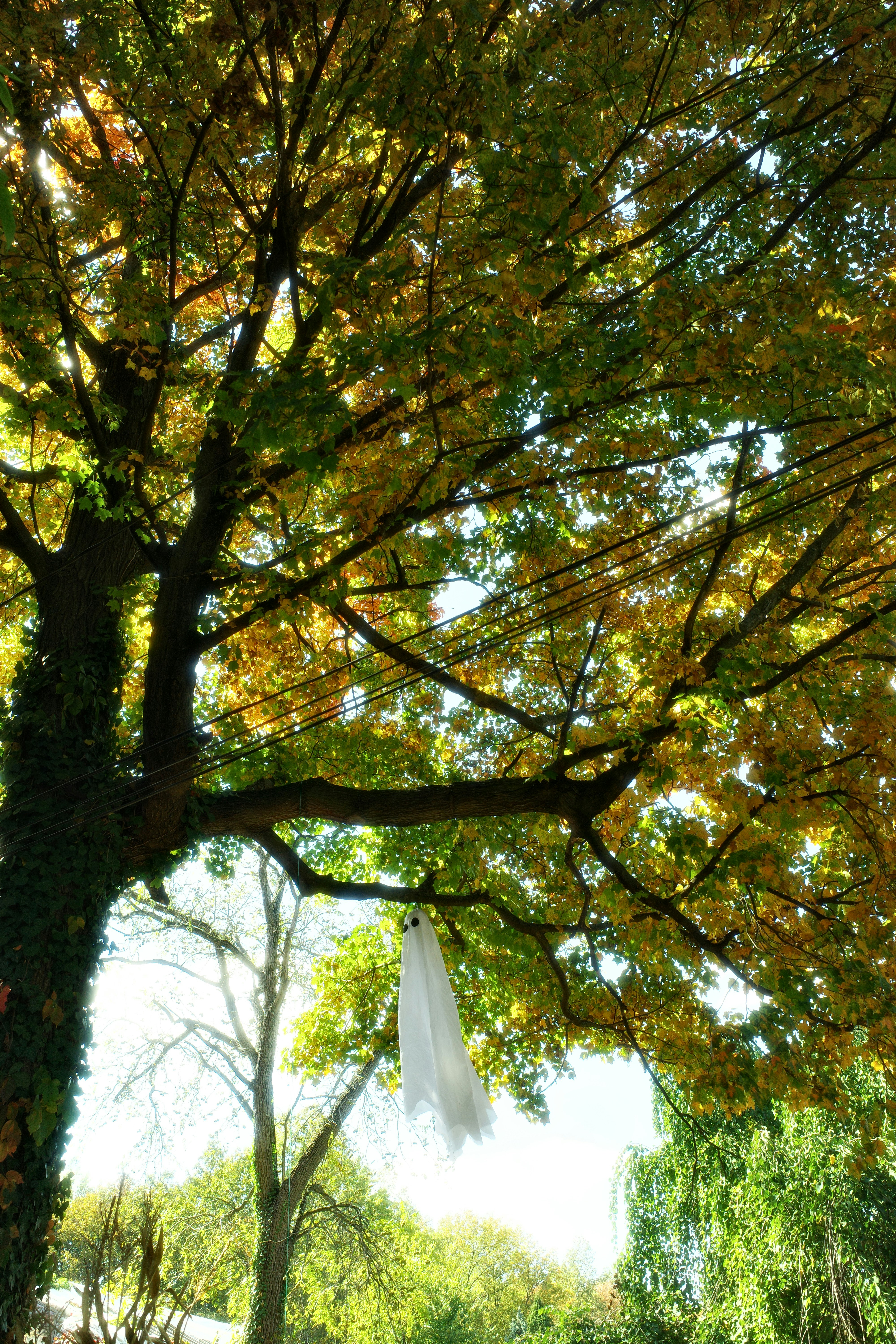White fabric ghost hanging from tree branch