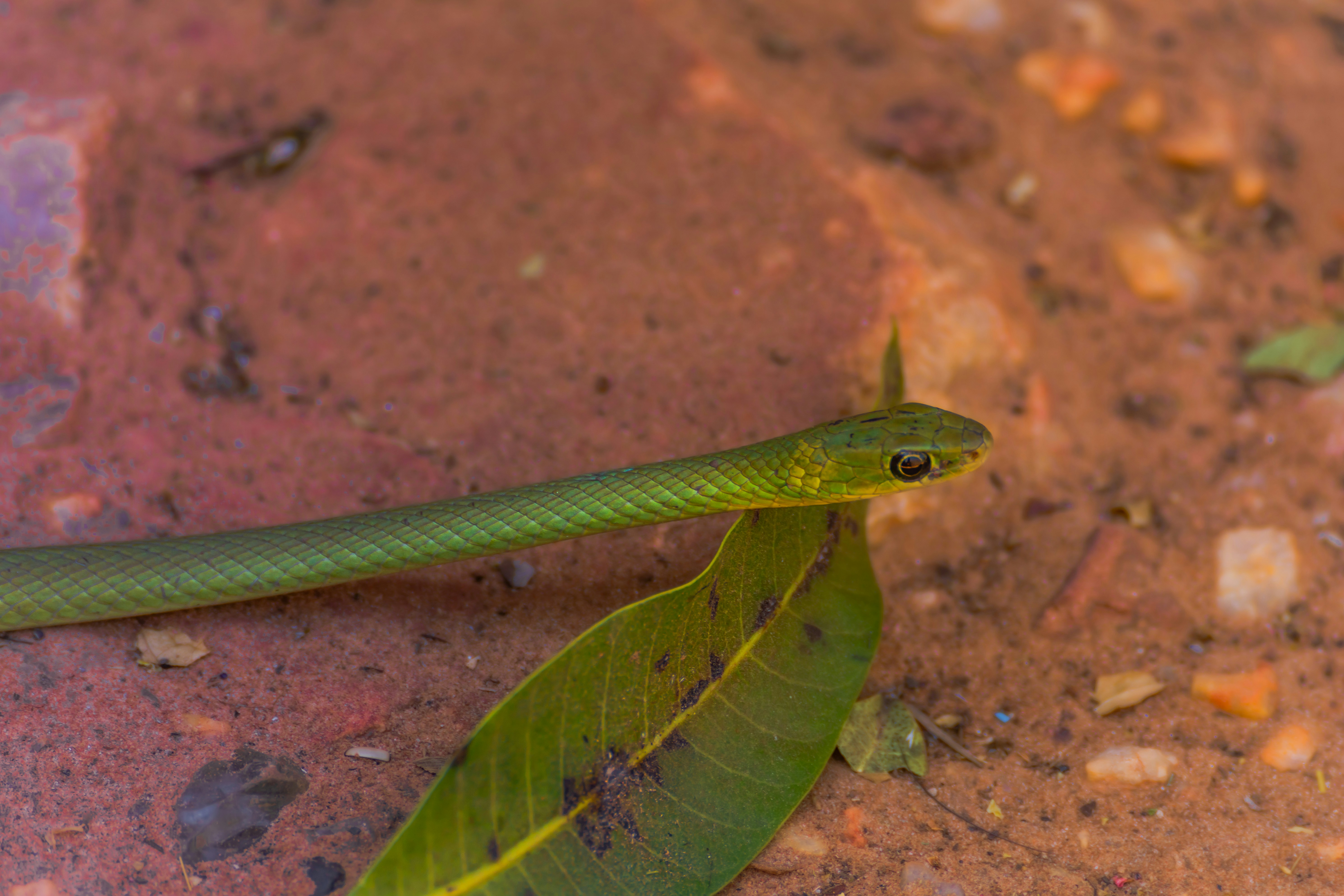 A slender green snake rests on a leaf.