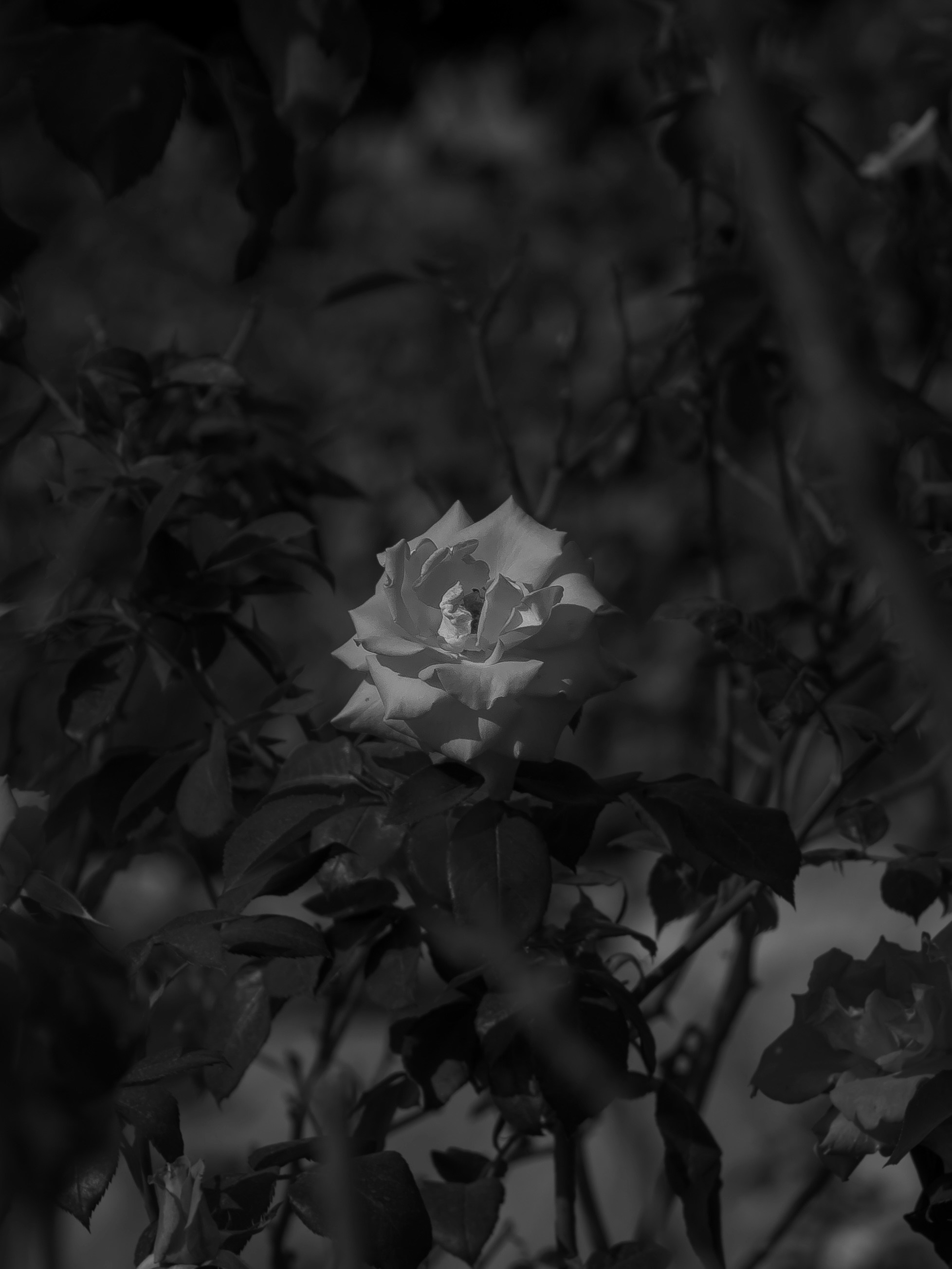 Whispers of Elegance in Monochrome