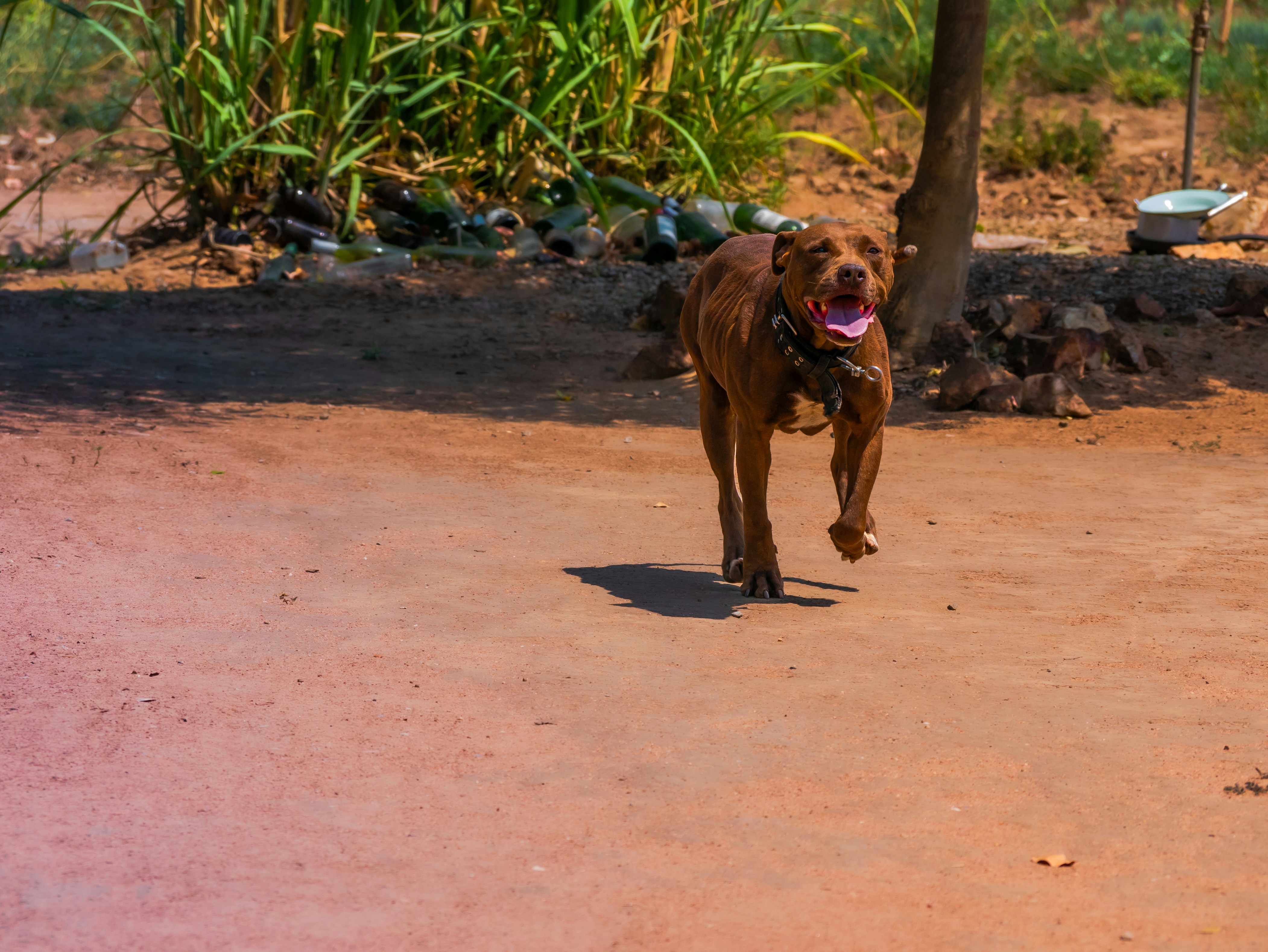 Joyful Stride in the Sun
