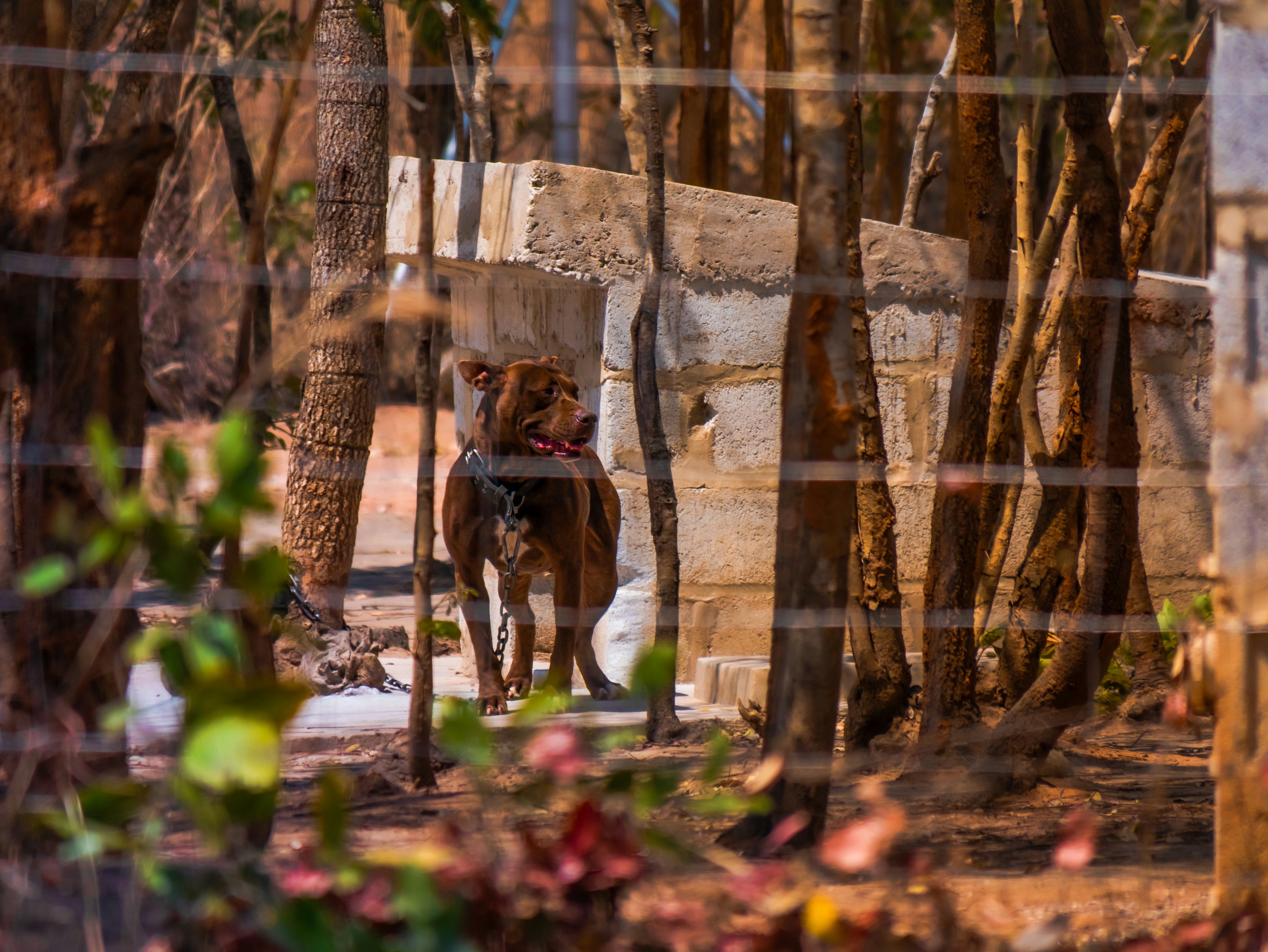 Guardian of the Grove