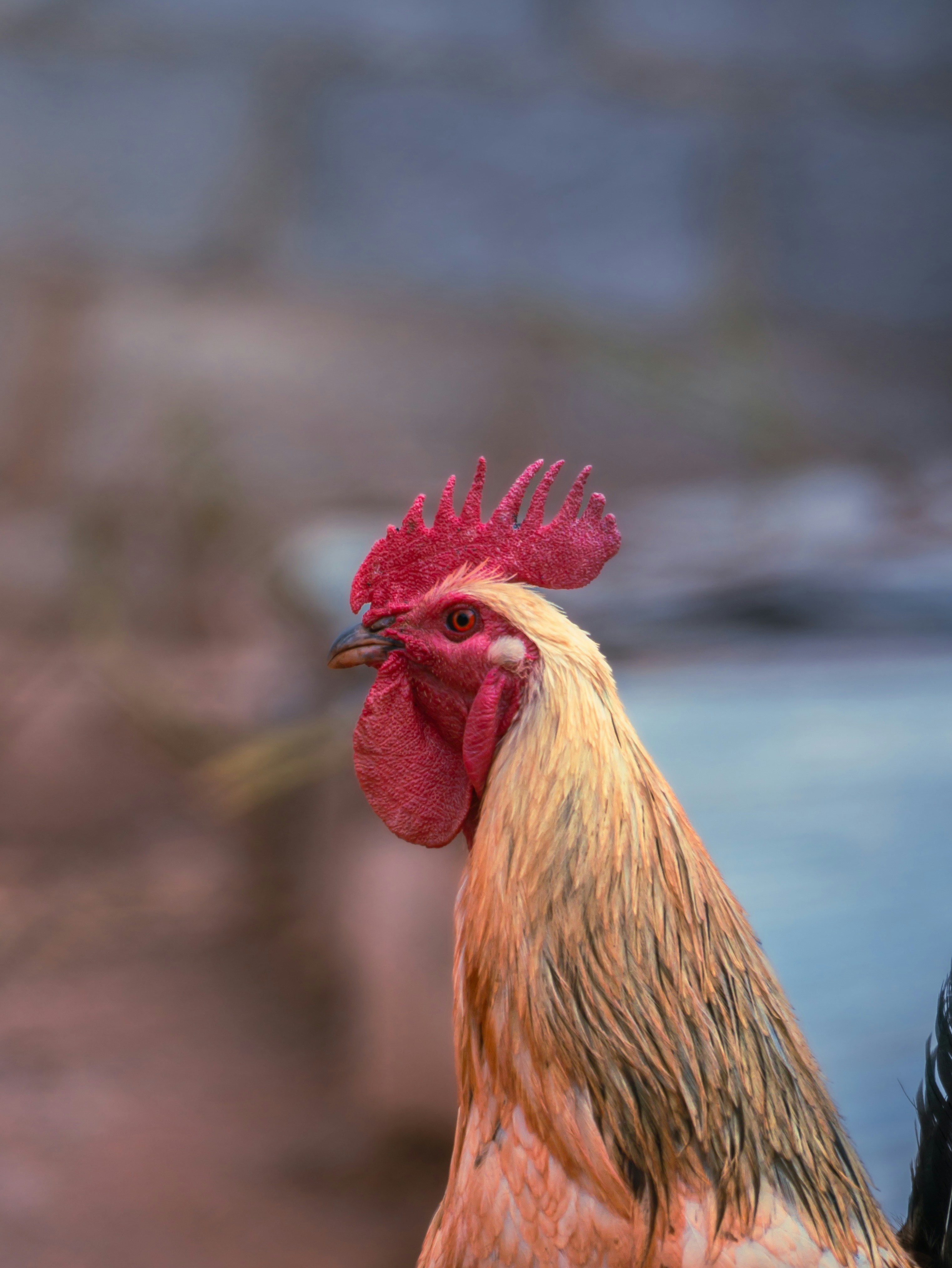 Regal Rooster: A Portrait of Farmyard Majesty