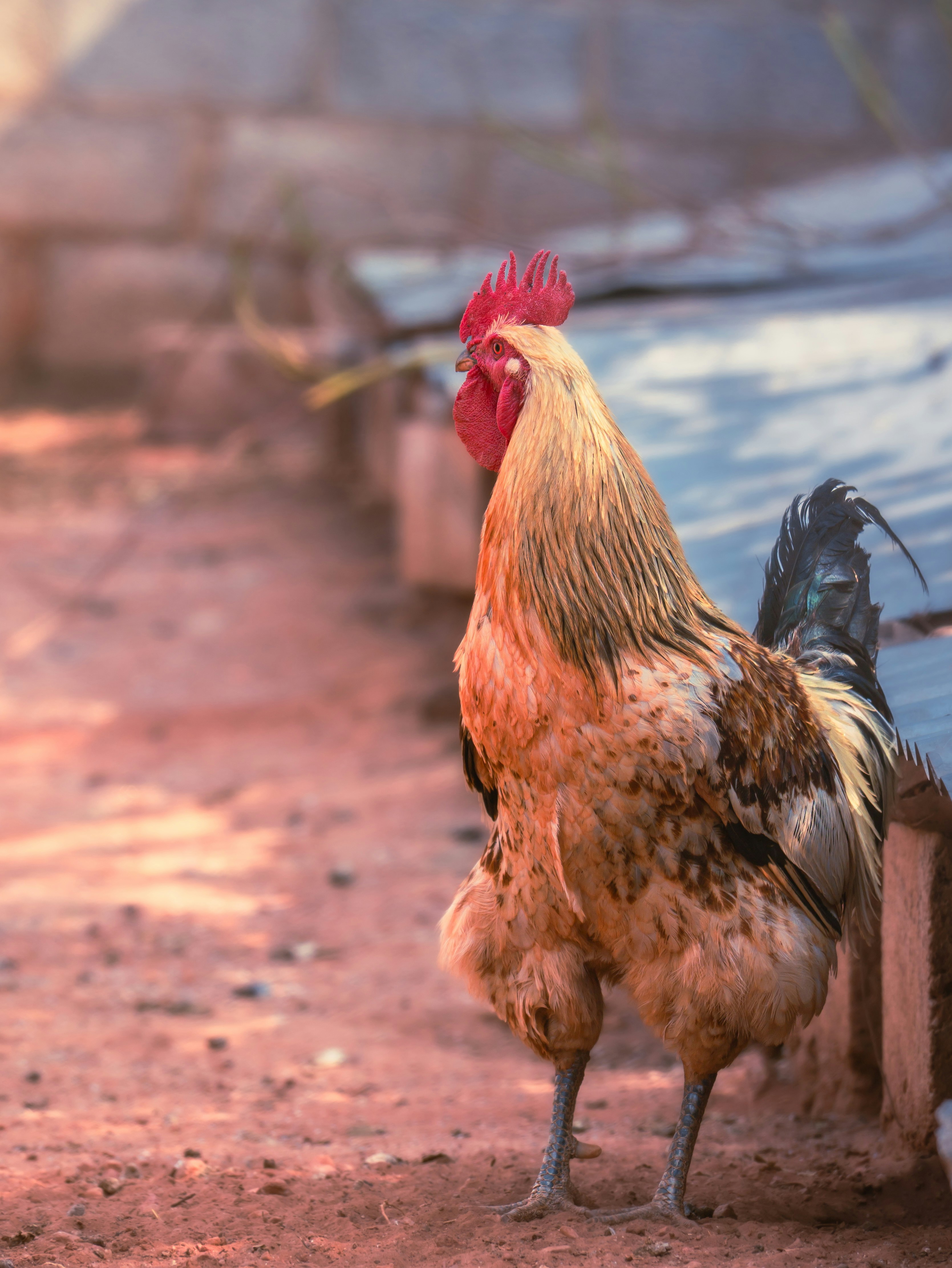 The Regal Rooster: A Portrait in Motion