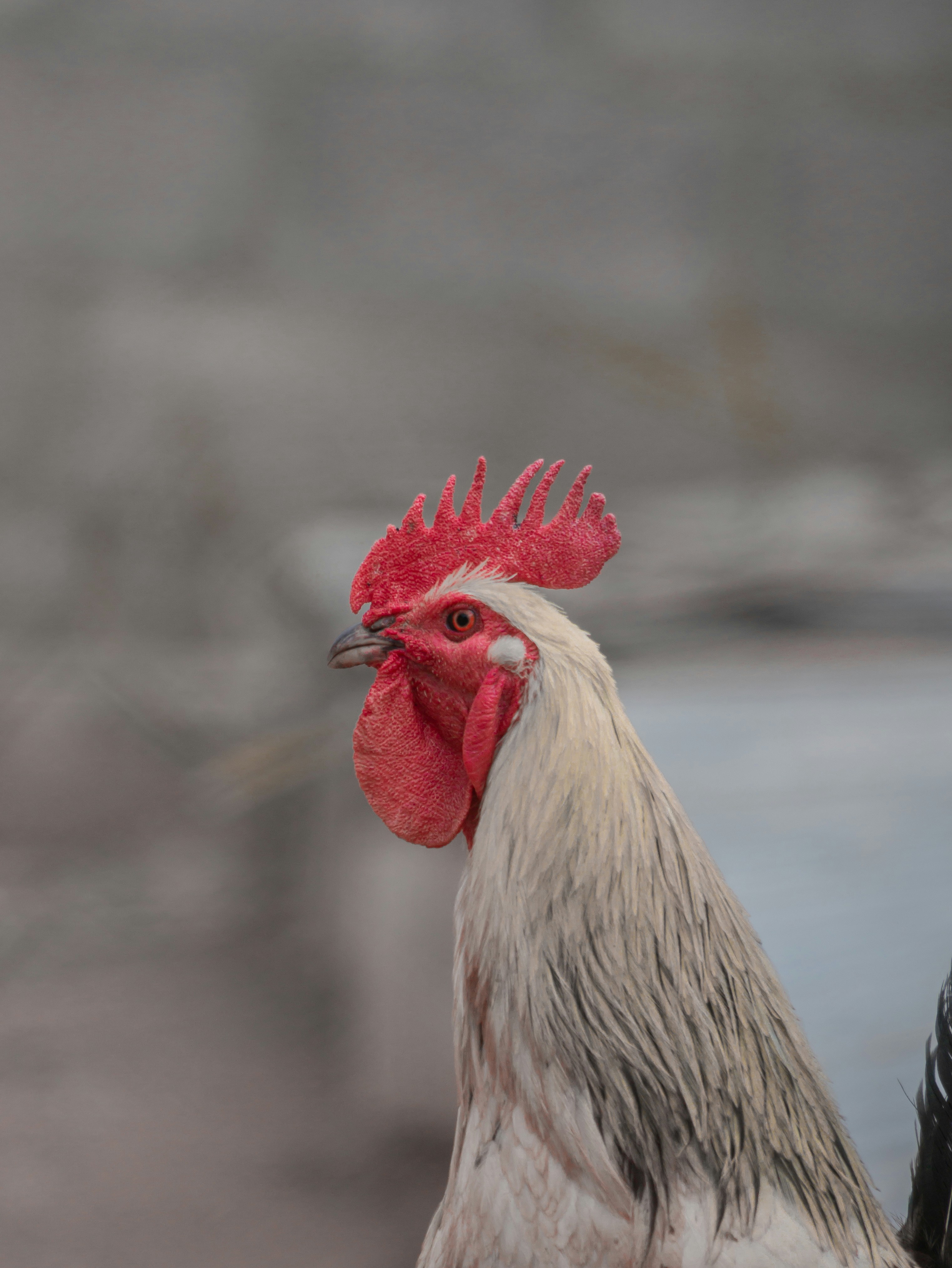 Regal Rooster in Profile