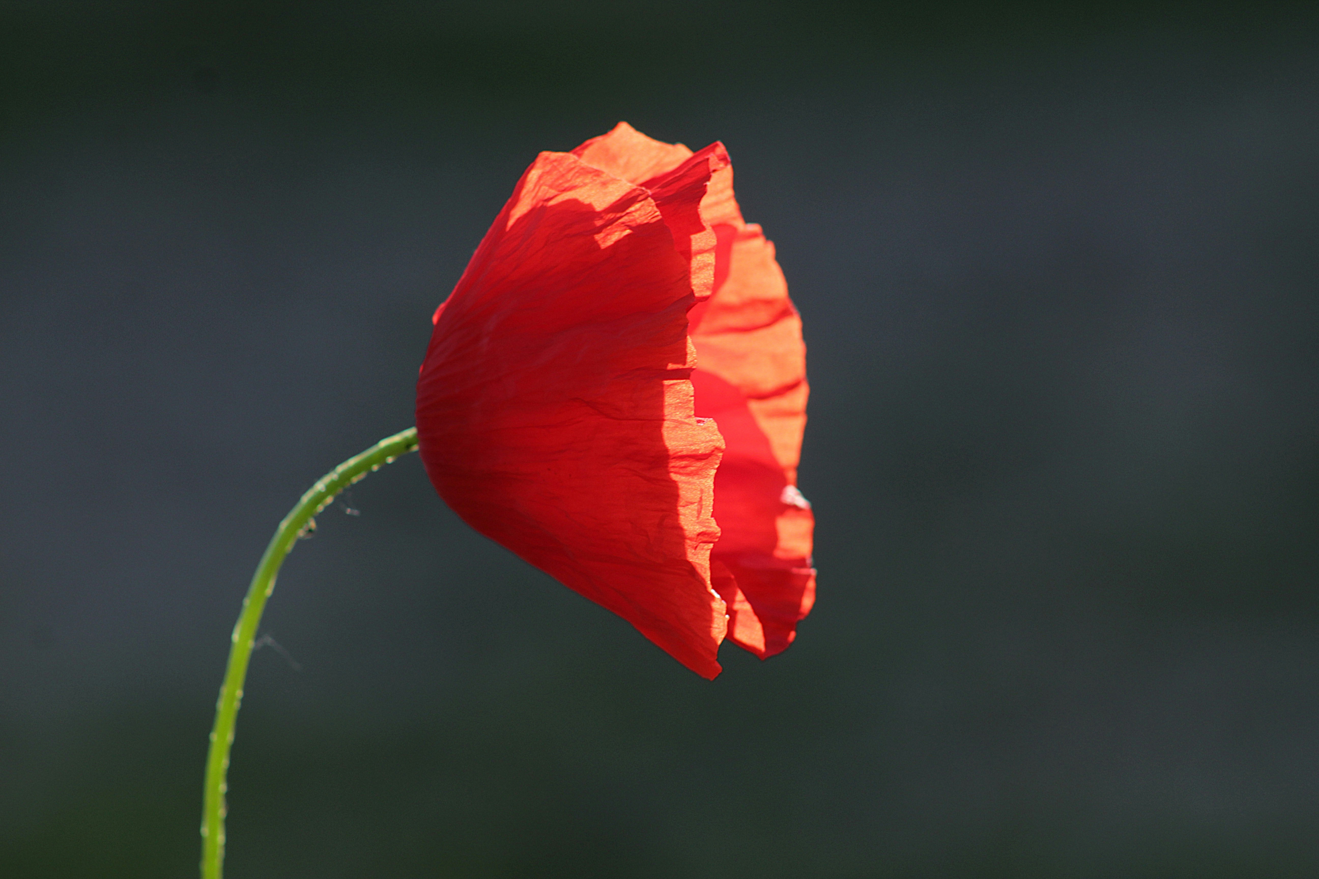 A single red poppy with water droplets on its stem.