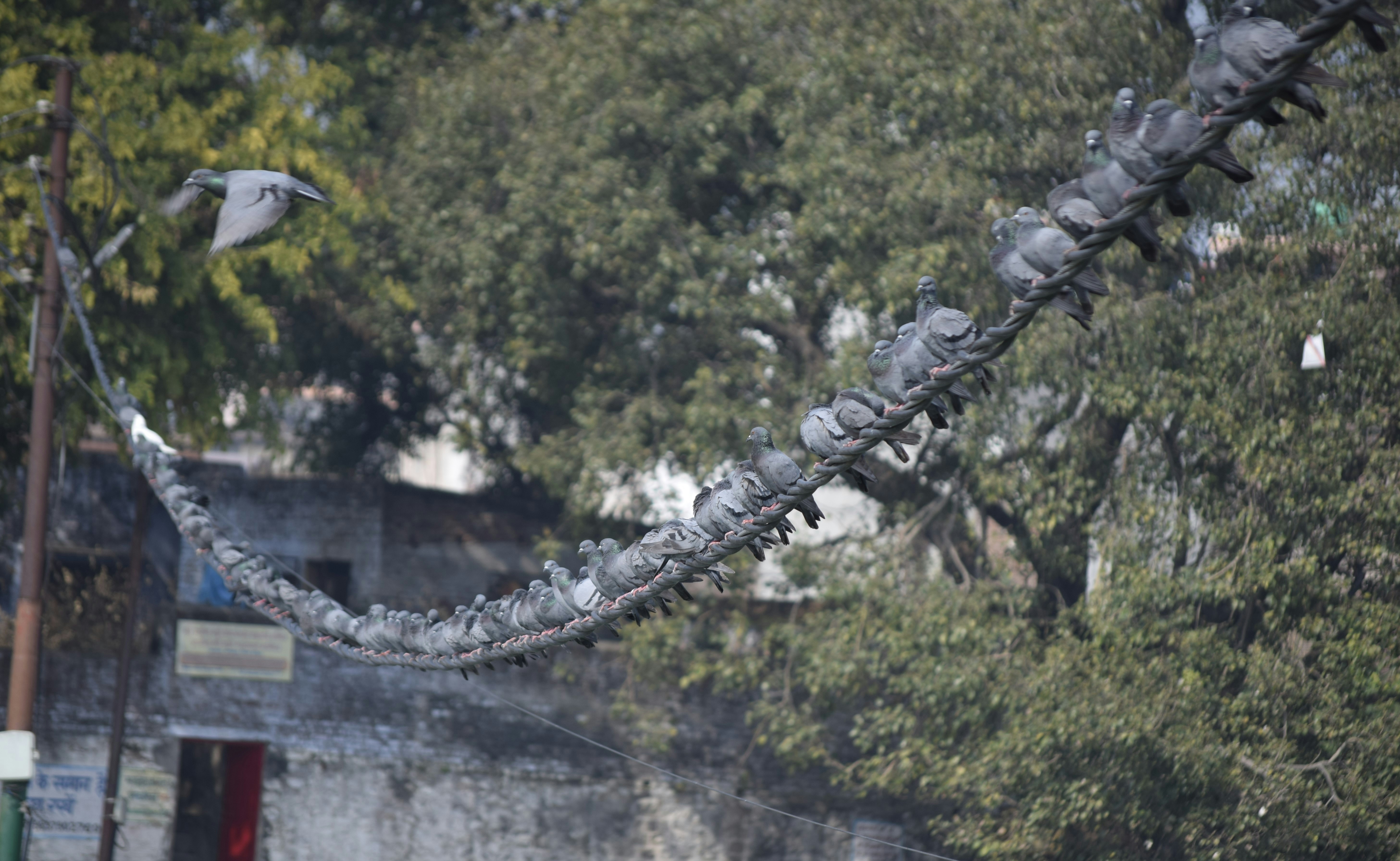 Pigeons in Perfect Harmony: A Dance on the Wire