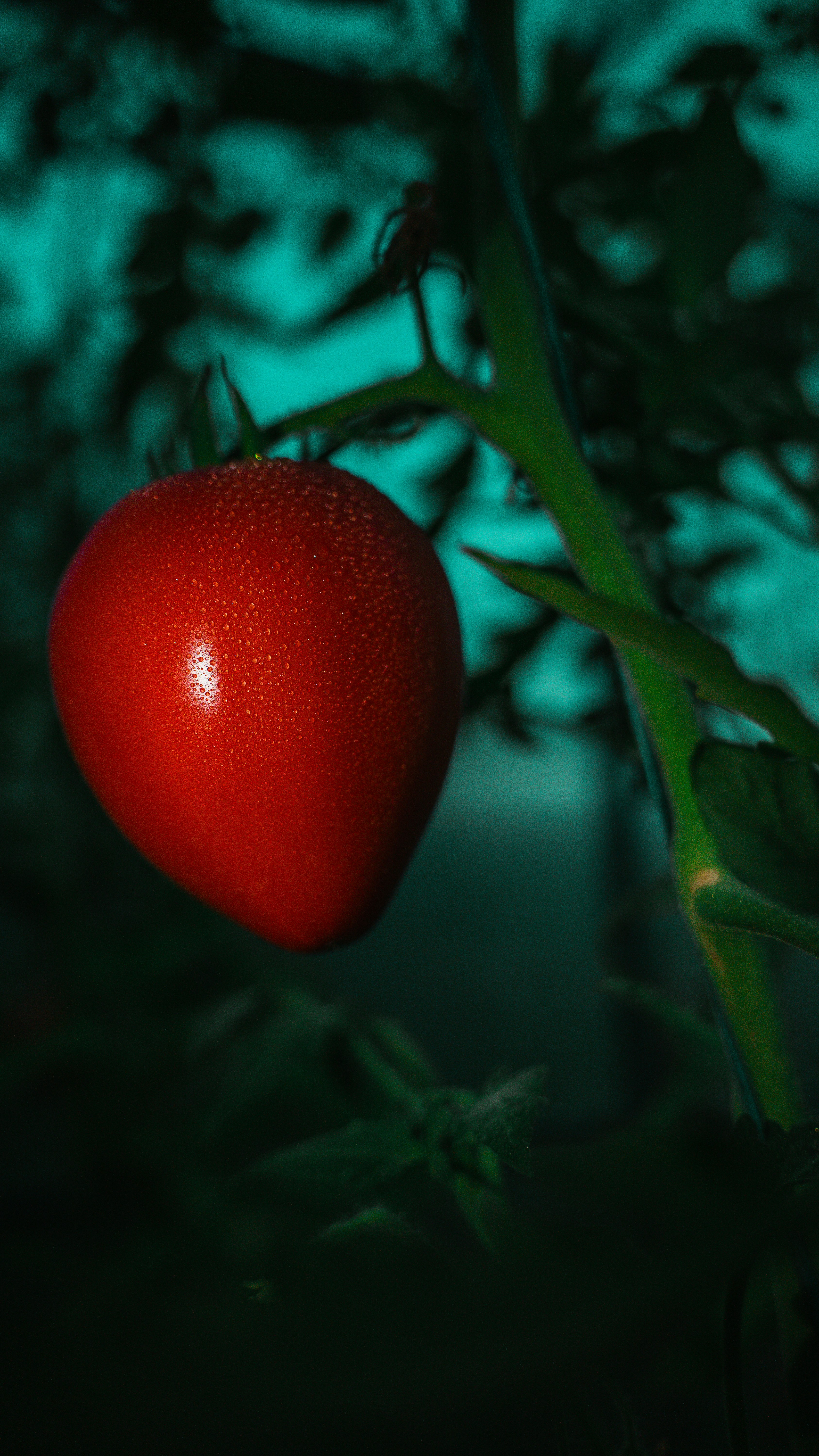 Crimson Jewel Amidst Green Shadows